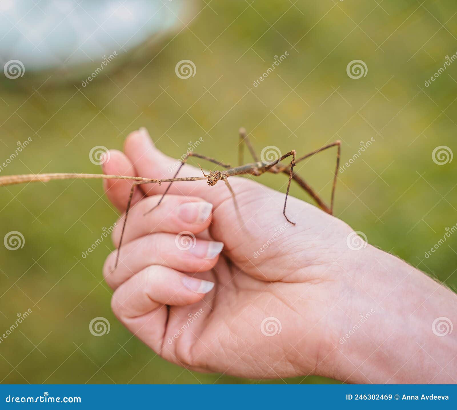 Stick Insect Sits on the Biologist`s Arm. the Study of Rare Exotic ...
