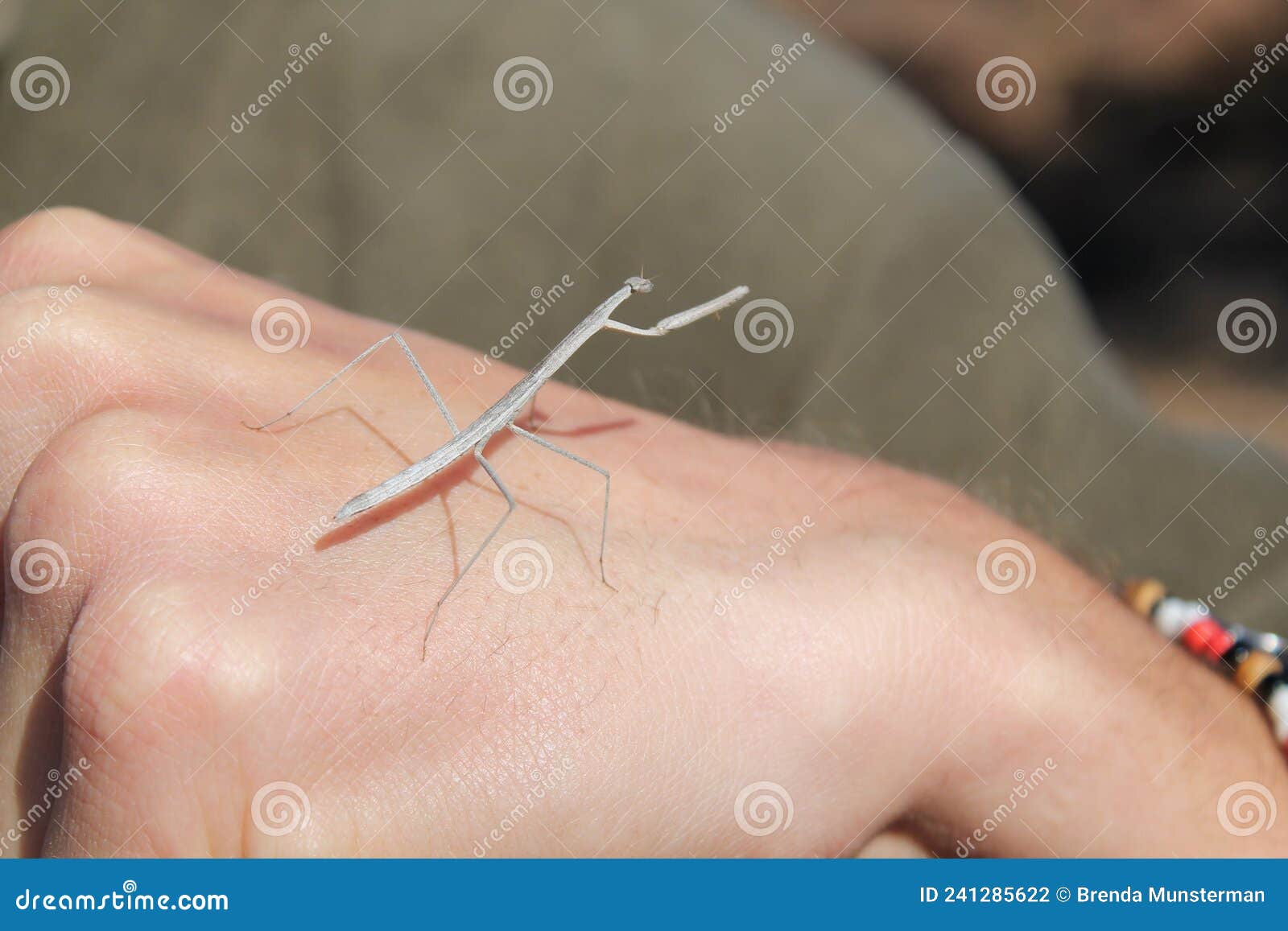 Stick insect on a hand stock photo. Image of animal - 241285622