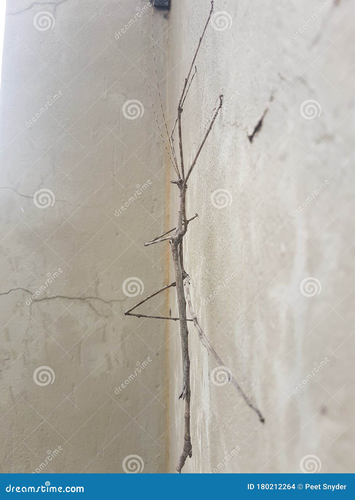 Stick Insect Sitting on a Wall Stock Photo - Image of sketch, wall ...
