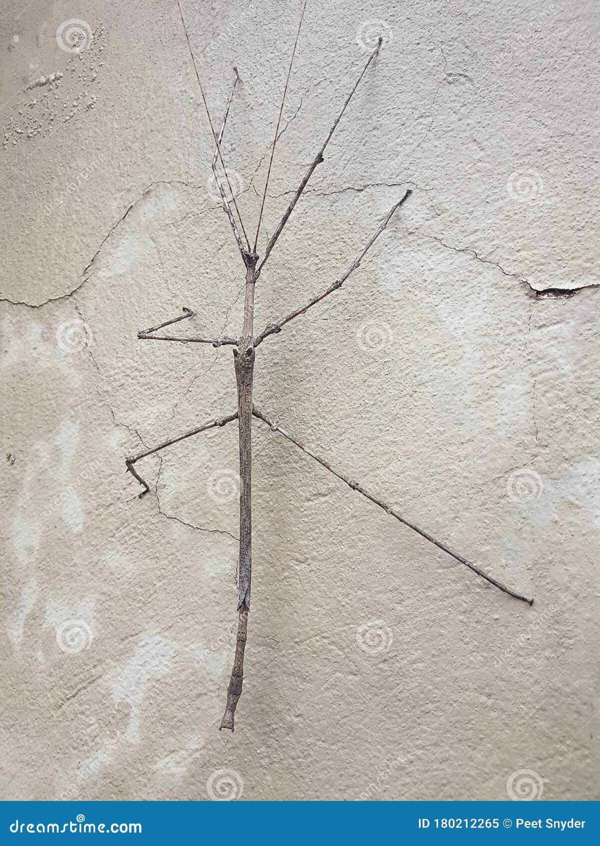 Stick Insect Sitting on a Wall Stock Image - Image of stick, insect ...