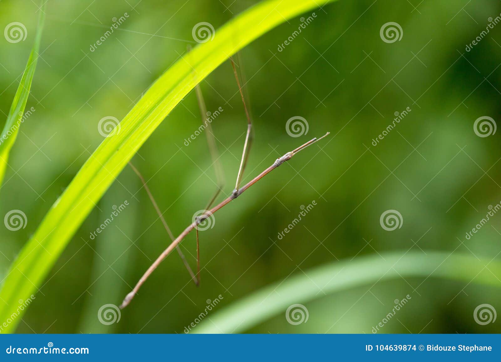 Stick Insect Standing on Grass Stock Photo - Image of grass, camouflage ...