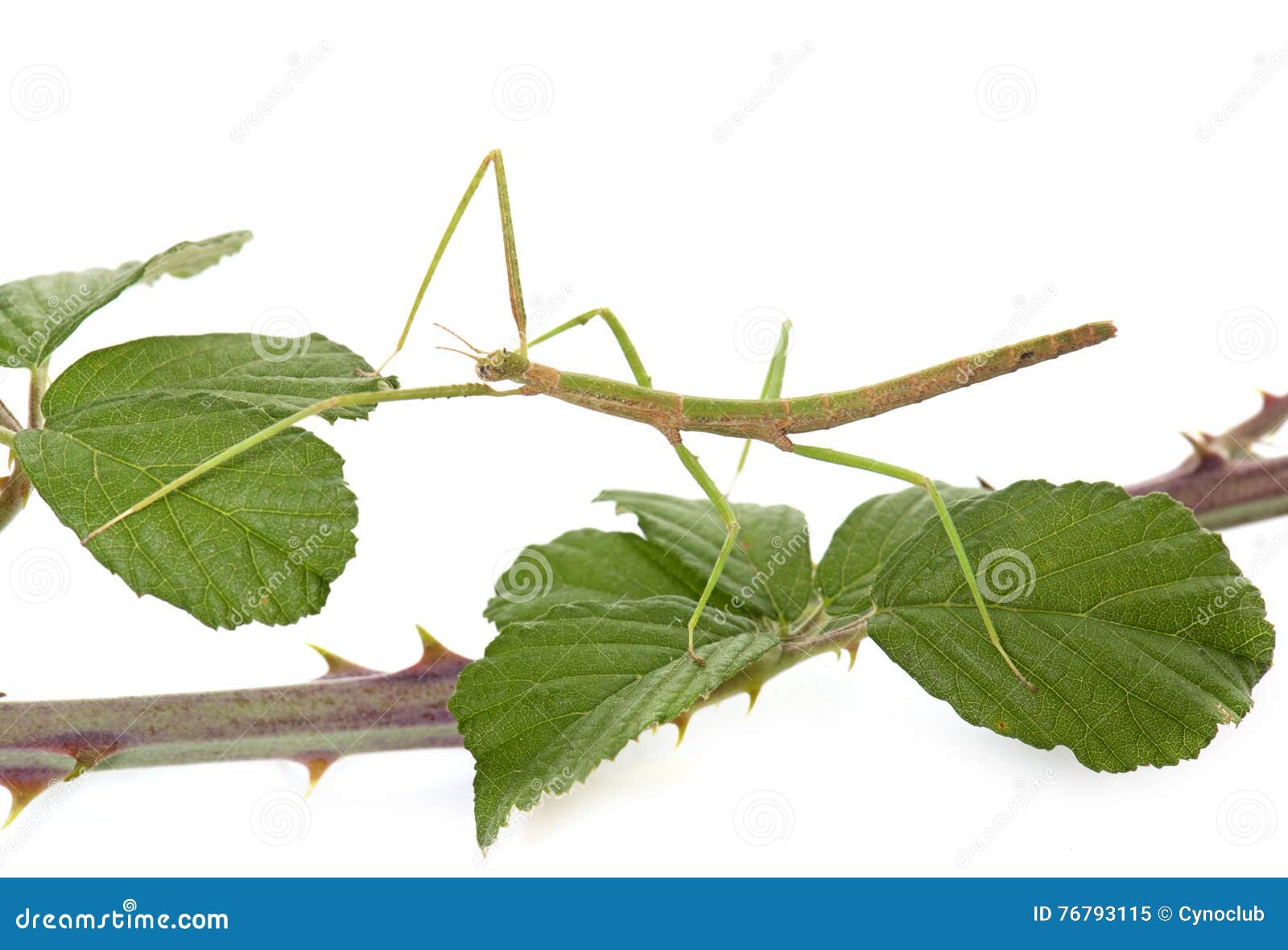 Stick insect in studio stock image. Image of leaf, wildlife - 76793115