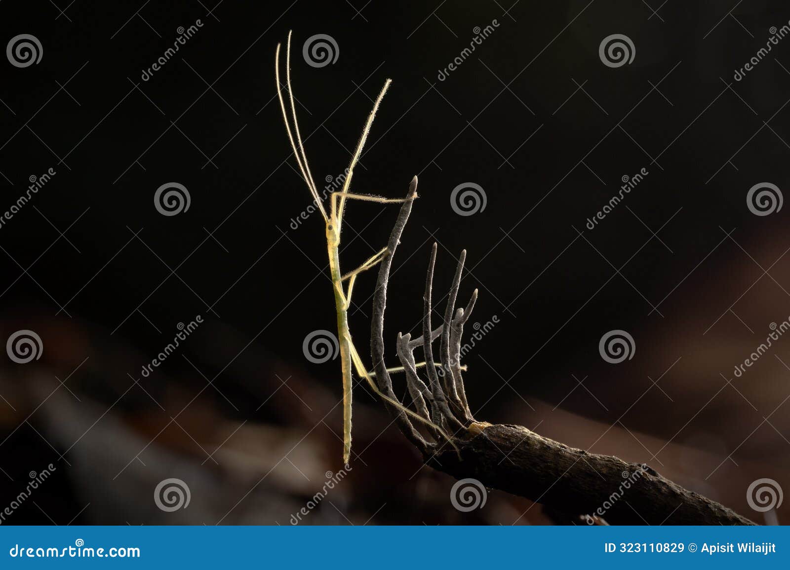 The Stick Insect in Thailand and Southeast-Asia Stock Image - Image of ...