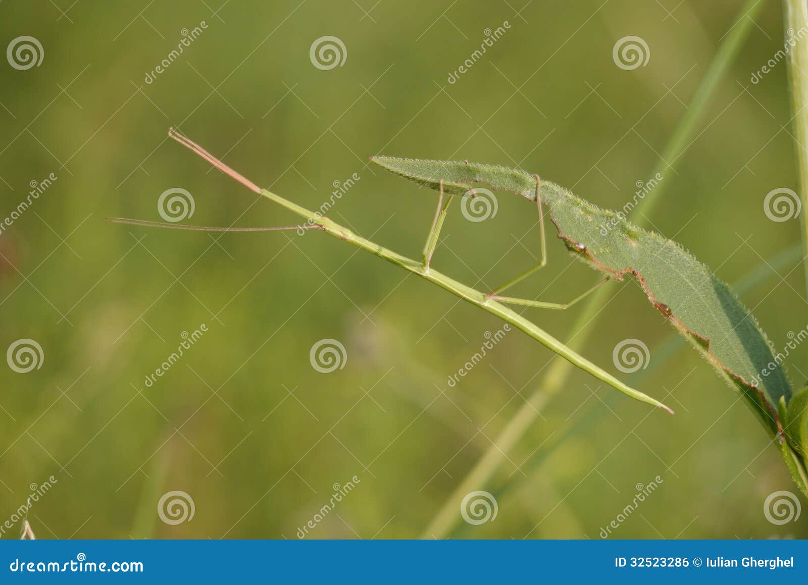Stick Insect stock photo. Image of entomology, close - 32523286