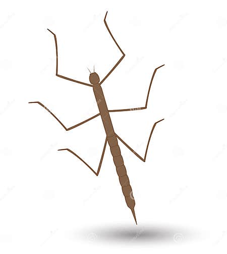 Stick Insect Vector stock vector. Illustration of crawly - 94293059