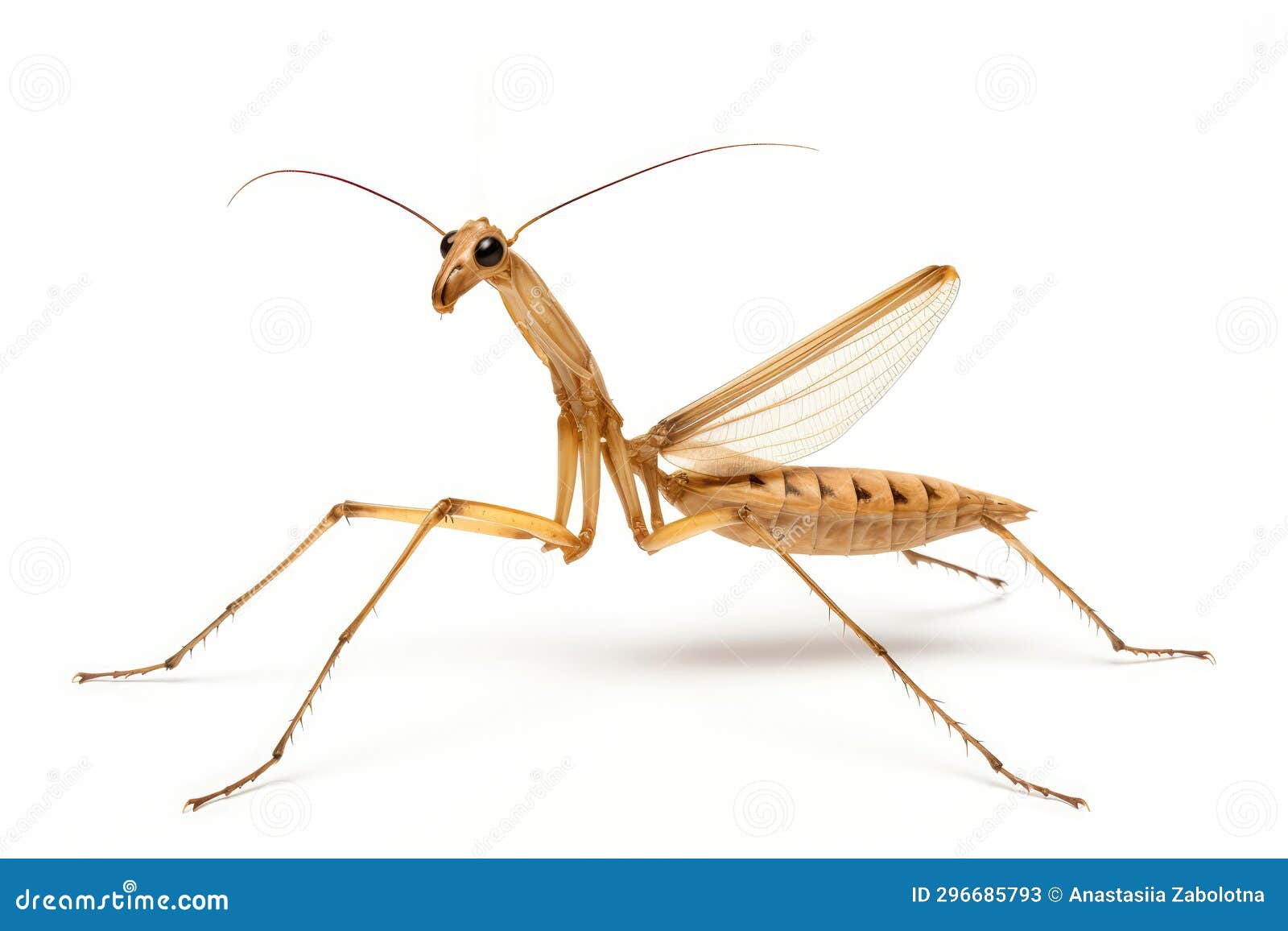 Stick Insect on White Background. Generative AI Stock Illustration ...