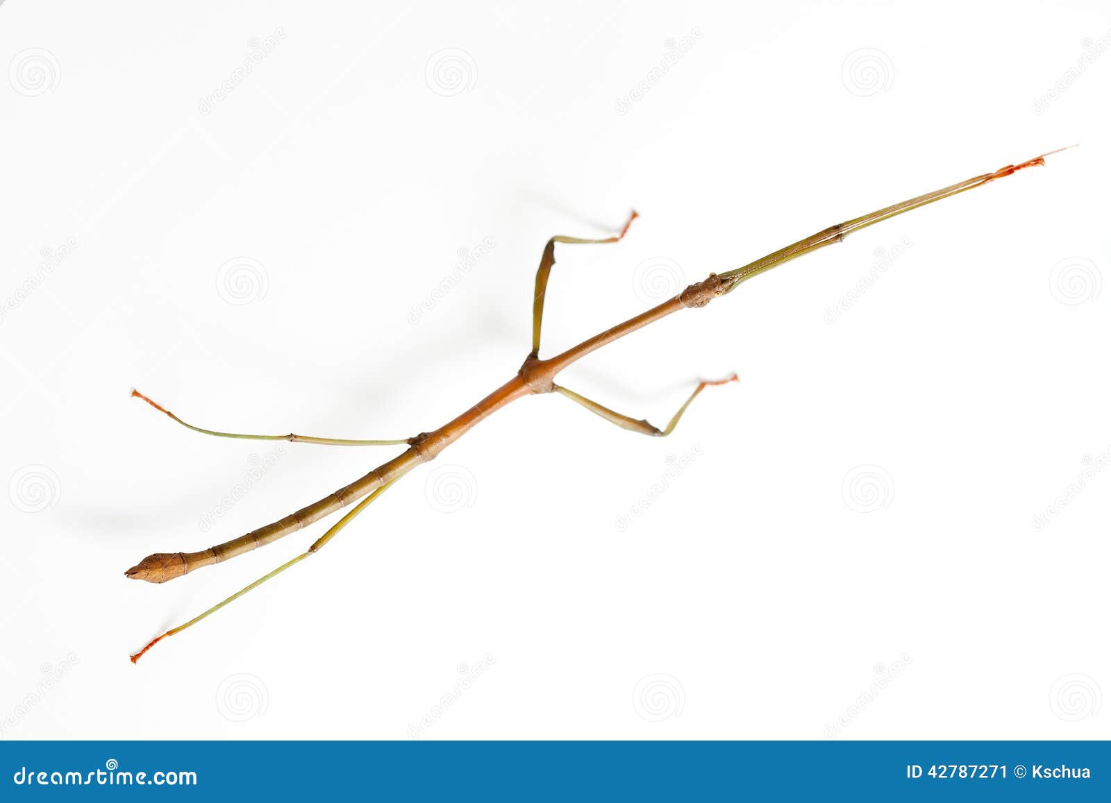 Stick Insect On White Background Stock Image - Image of studio ...