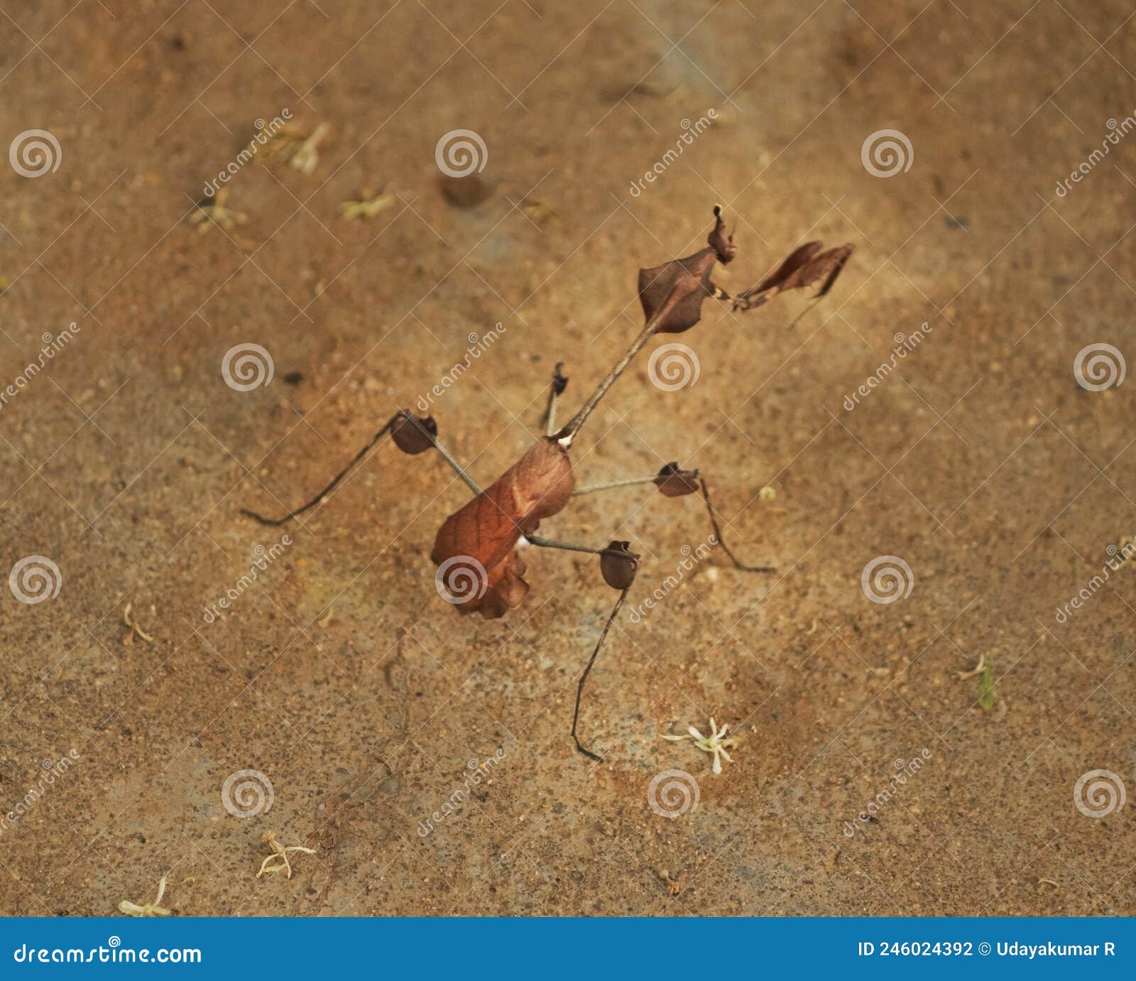 Phasmids Insects On The Block. Stick Insects. Royalty-Free Stock Photo ...