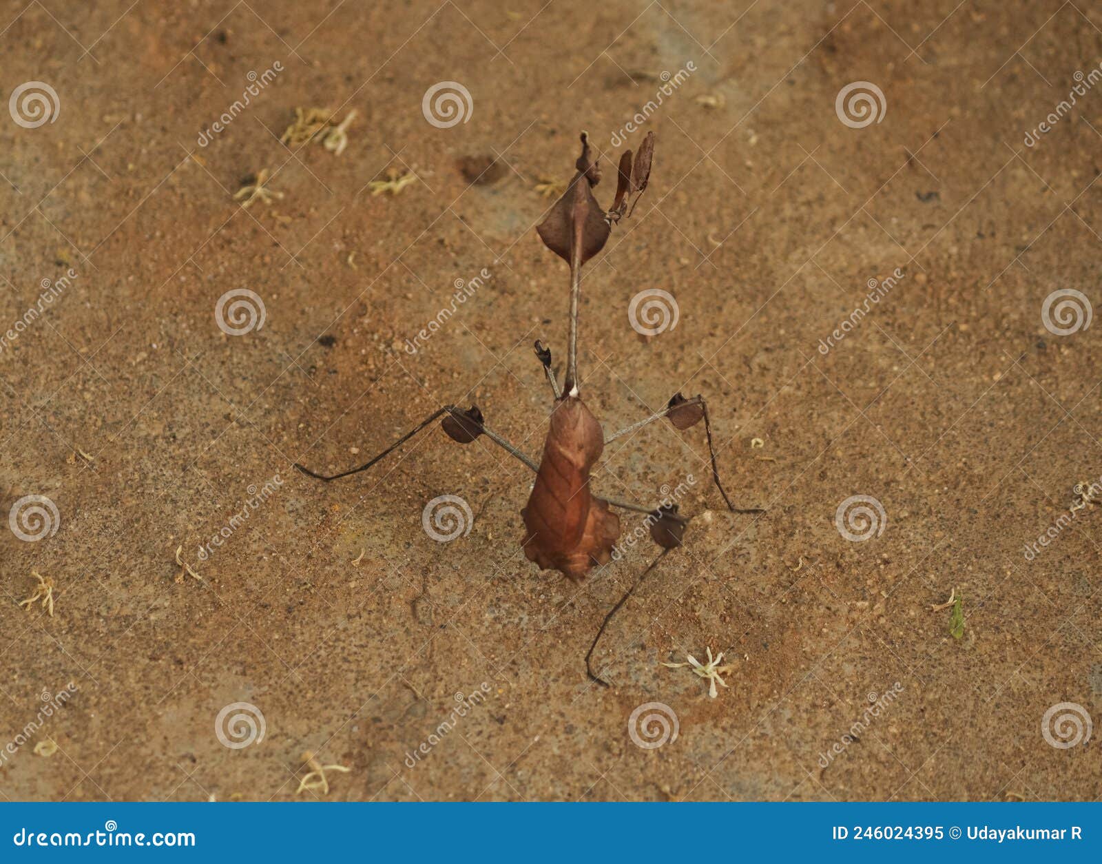 Phasmids Insects N The Block. Stick Insects. Royalty-Free Stock Image ...