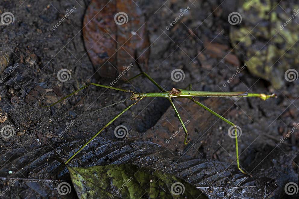 Stick Insects Order Phasmida Stock Image - Image of order ...