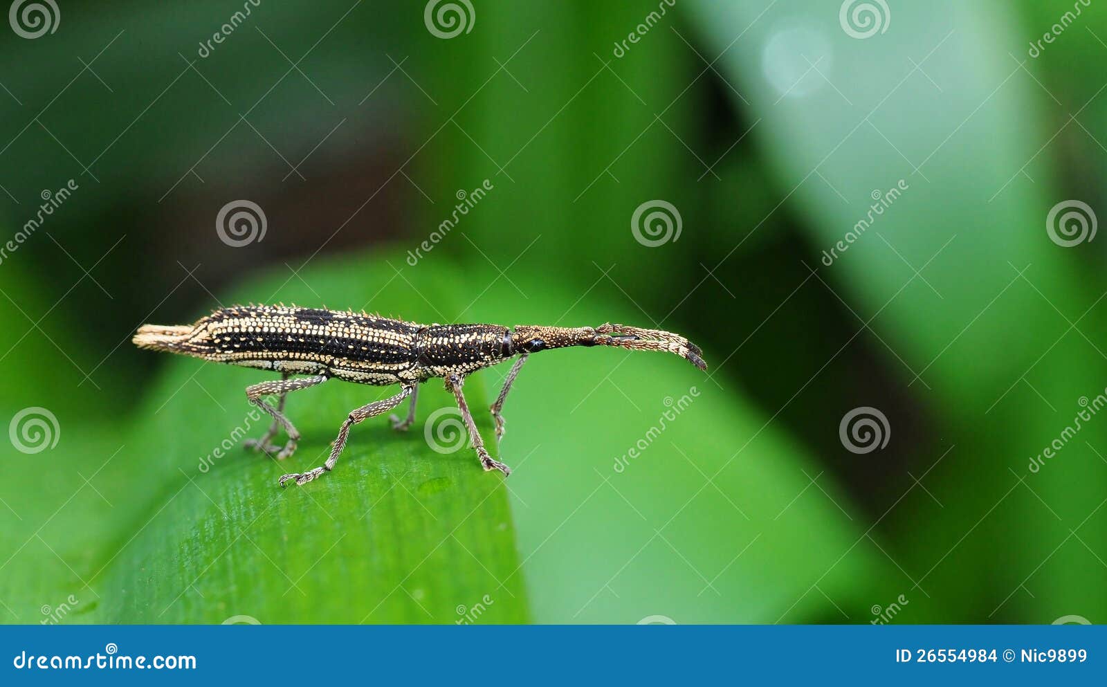 A Stick Looking Insect stock photo. Image of macro, long - 26554984