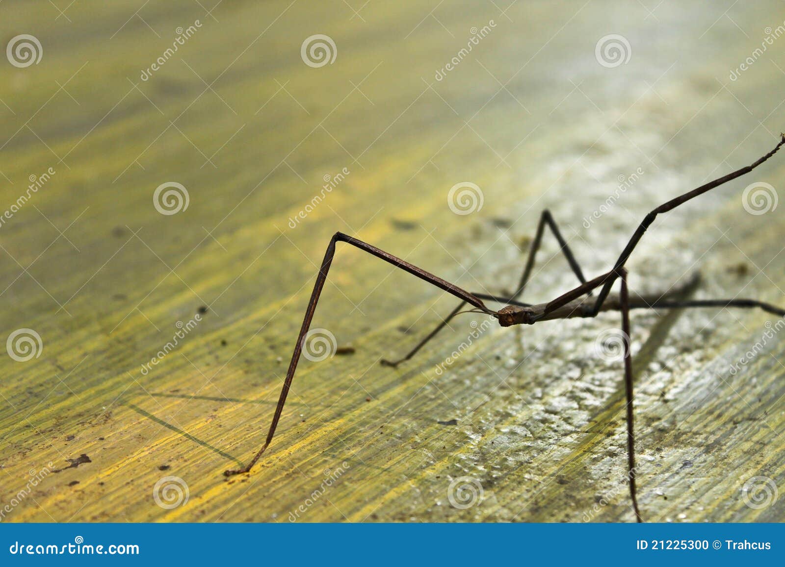 Stick mantis stock photo. Image of insect, hopper, beetle - 21225300