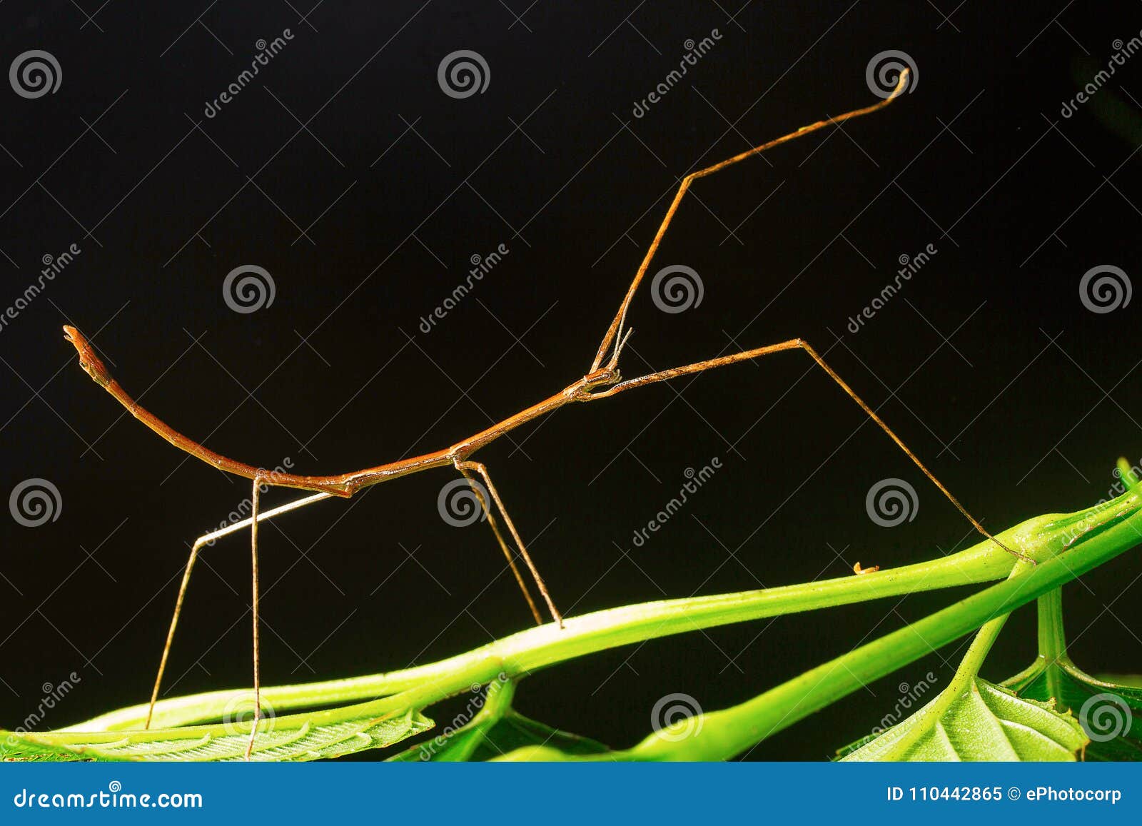 Stick Mantis, Aarey Milk Colony ,INDIA Stock Image - Image of brown ...
