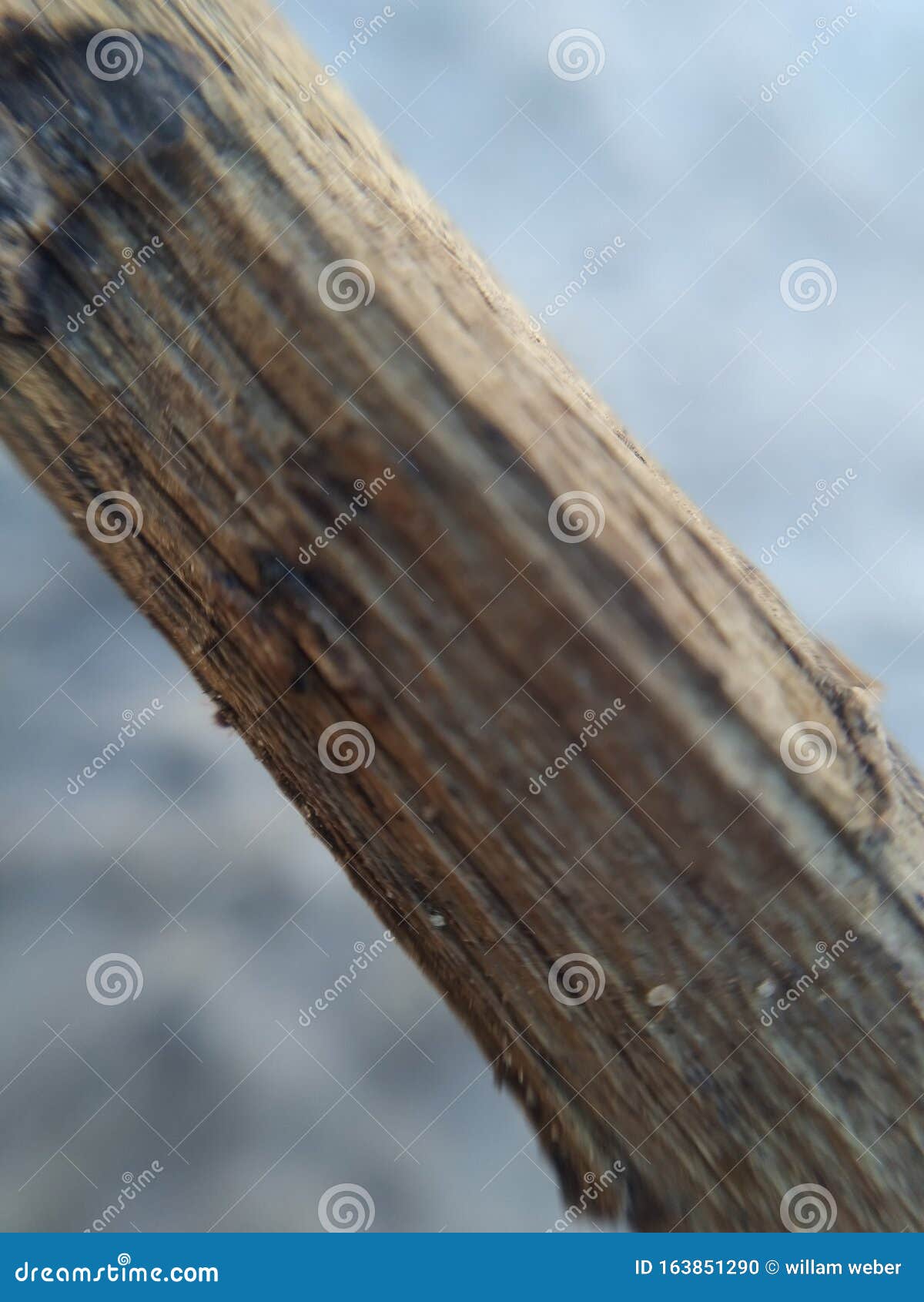 Stick stock photo. Image of still, nature, stick, macro - 163851290