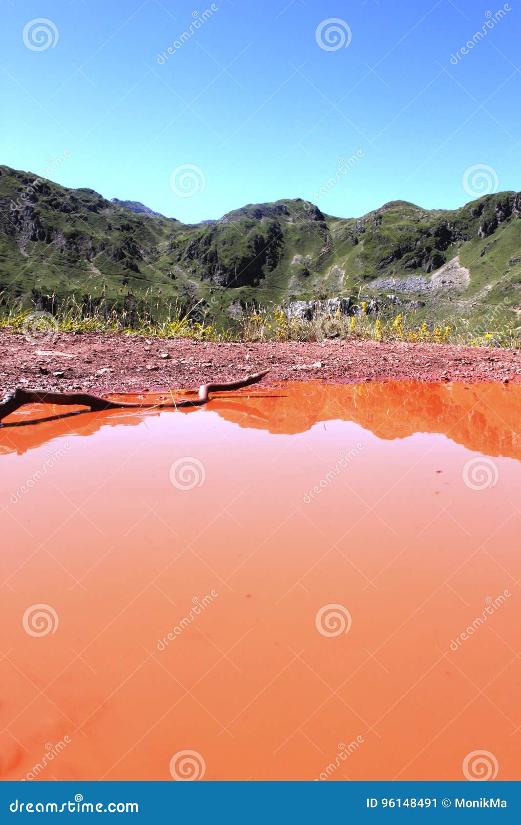 Stick in an Orange Puddle in Front of Some Flowers Stock Image - Image ...