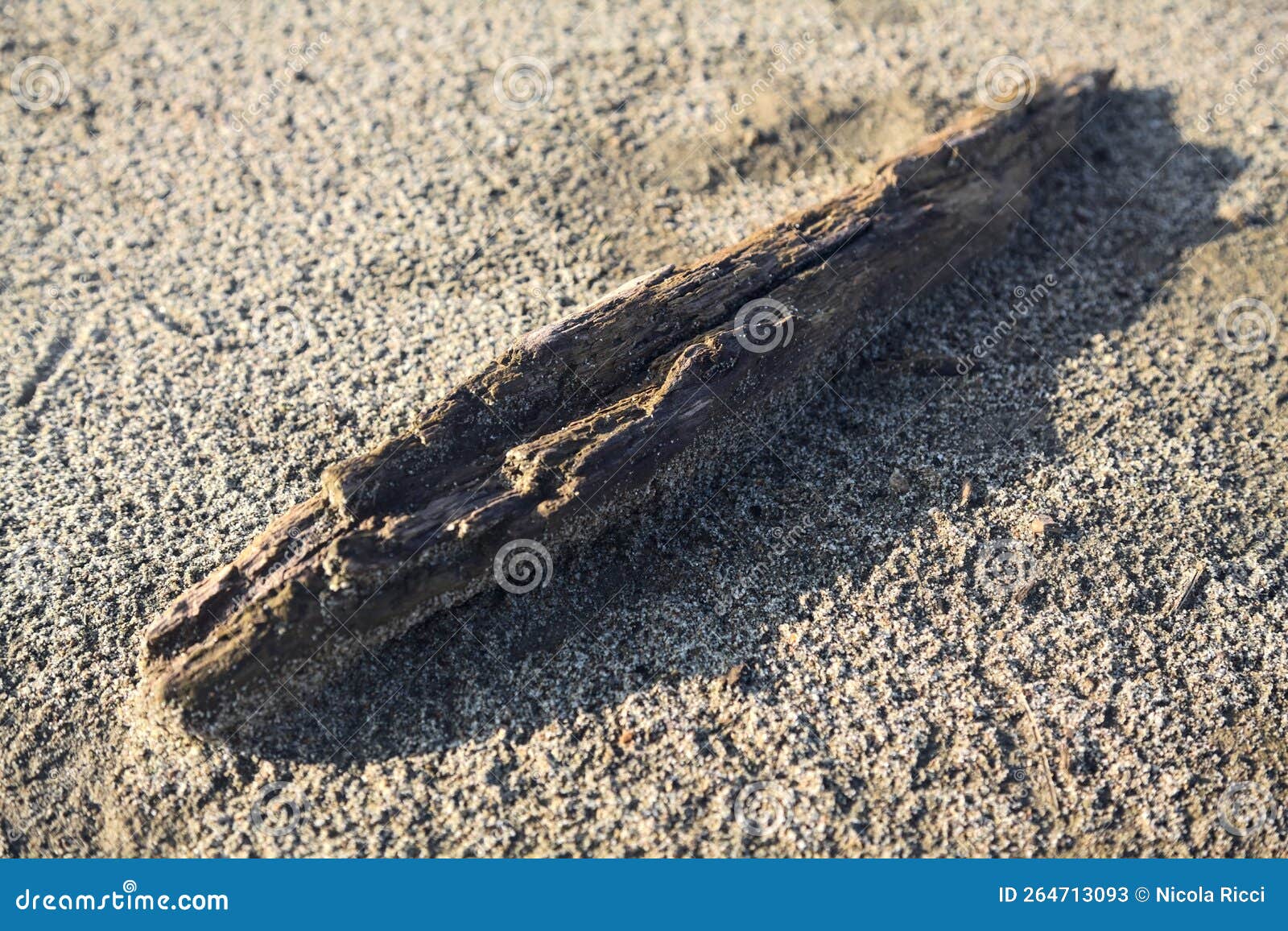Stick on the Sand Seen Up Close Stock Image - Image of break, adventure ...
