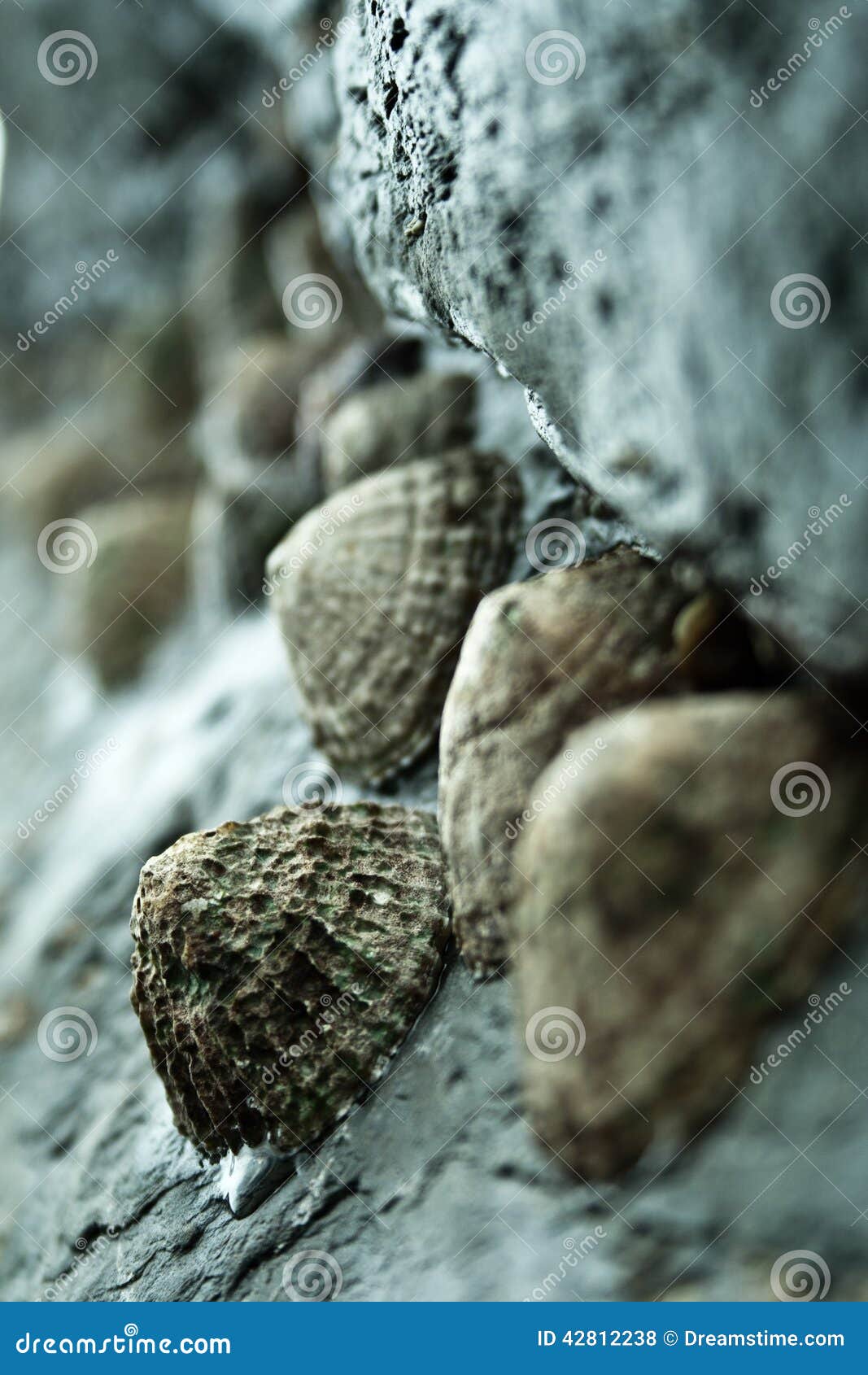 Stick to rock shells stock photo. Image of water, macro - 42812238