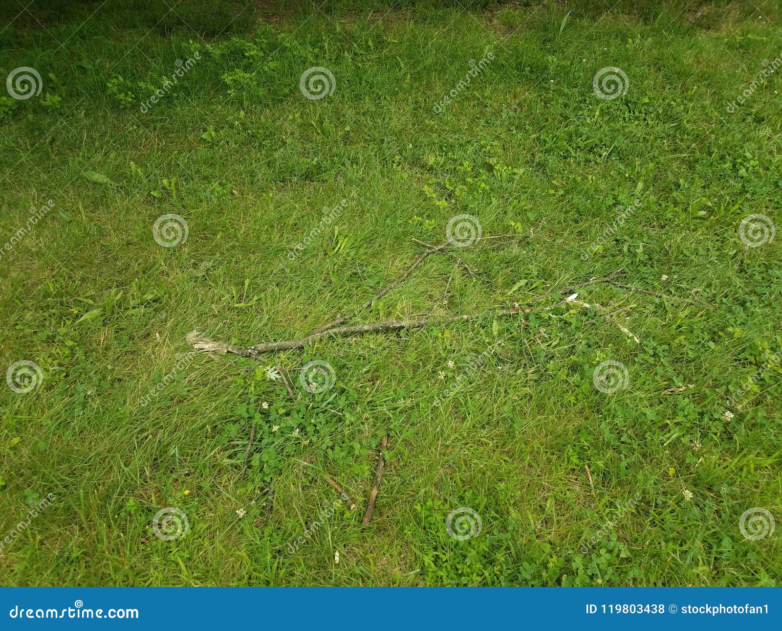 Stick or Tree Branch on Green Grass Stock Photo - Image of yard, lawn ...