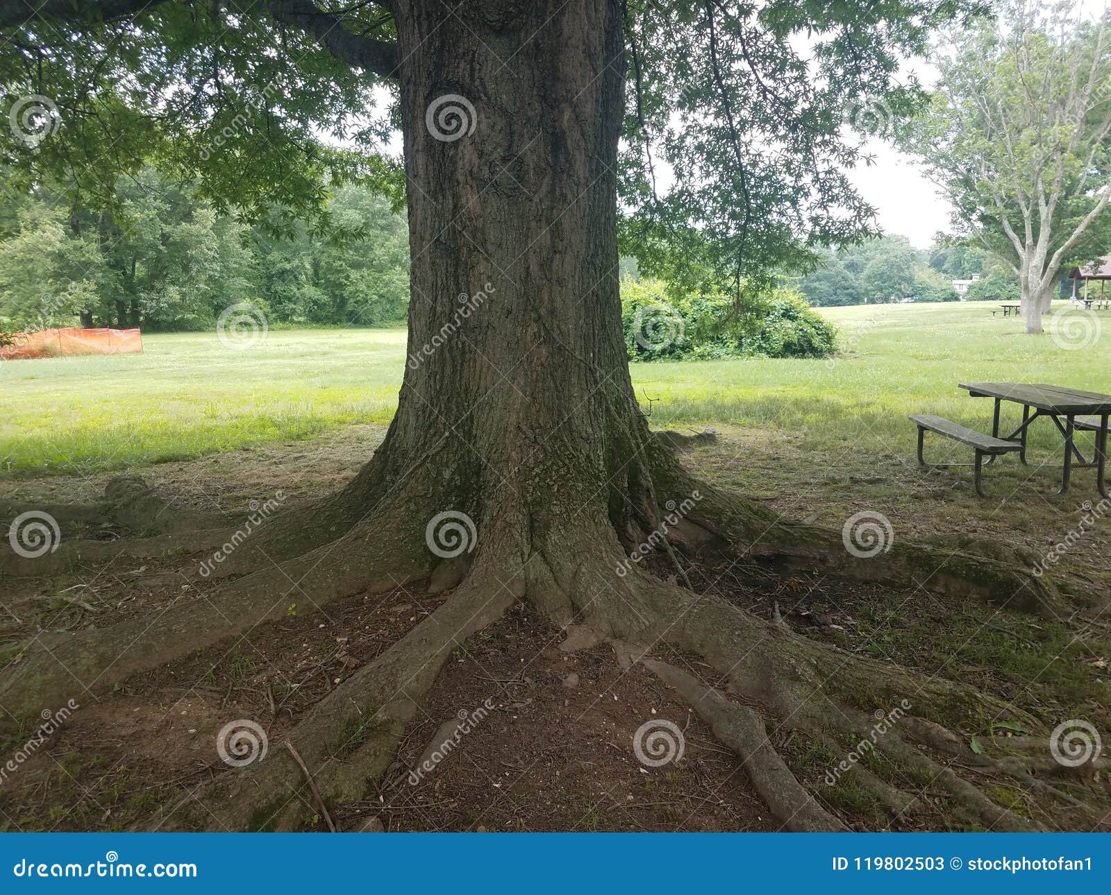 Stick or Tree Branch on the Ground and Trees Stock Image - Image of ...