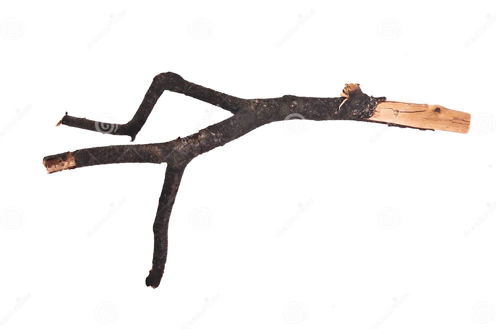Stick or twig stock photo. Image of natural, single, shape - 22213636
