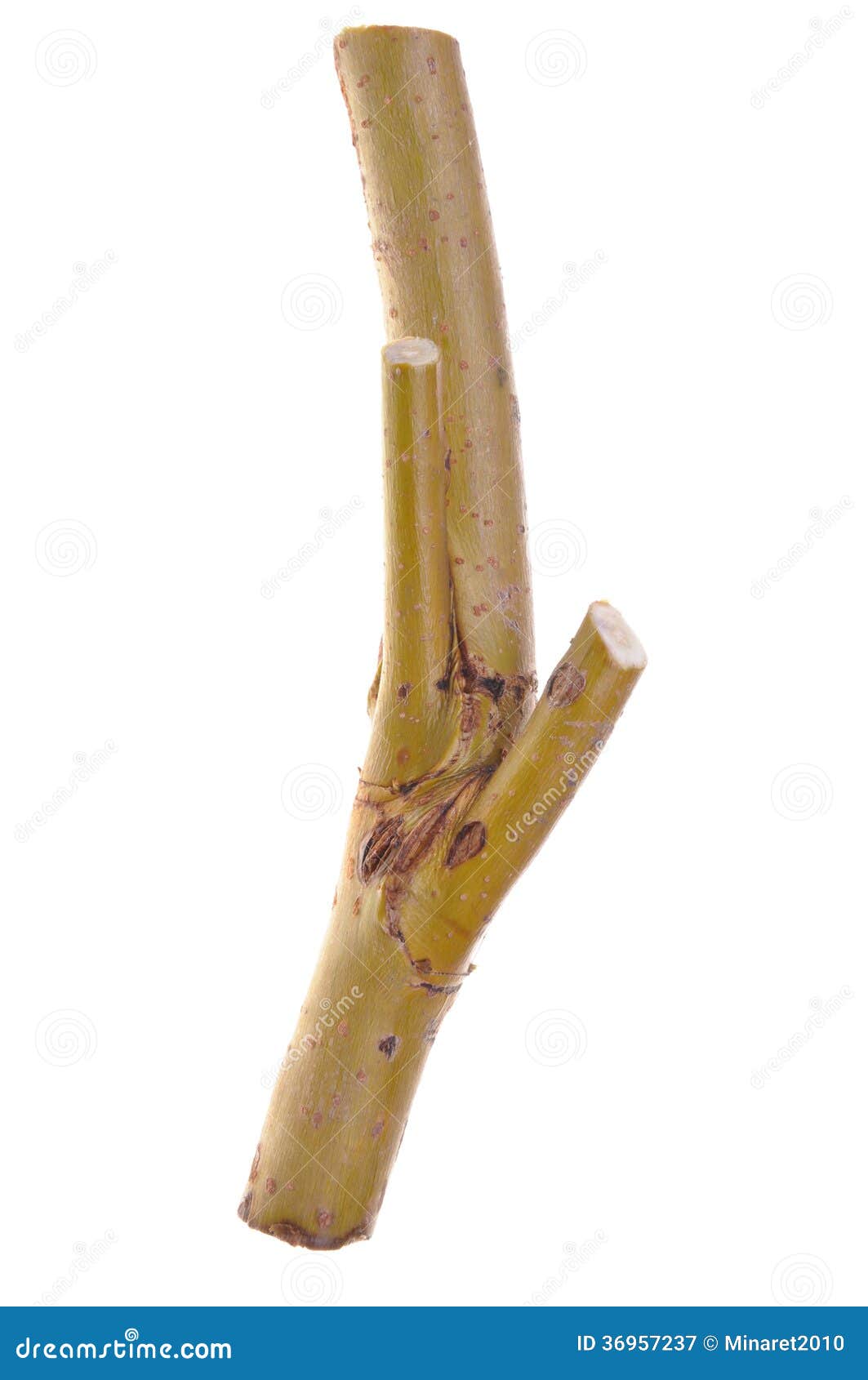 Stick of willow stock image. Image of isolated, studio - 36957237
