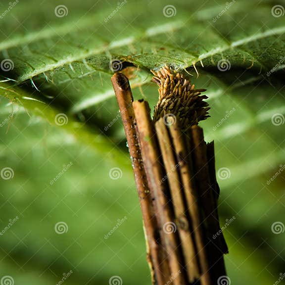 Stick Worm stock image. Image of hanging, stick, jungle - 26528713