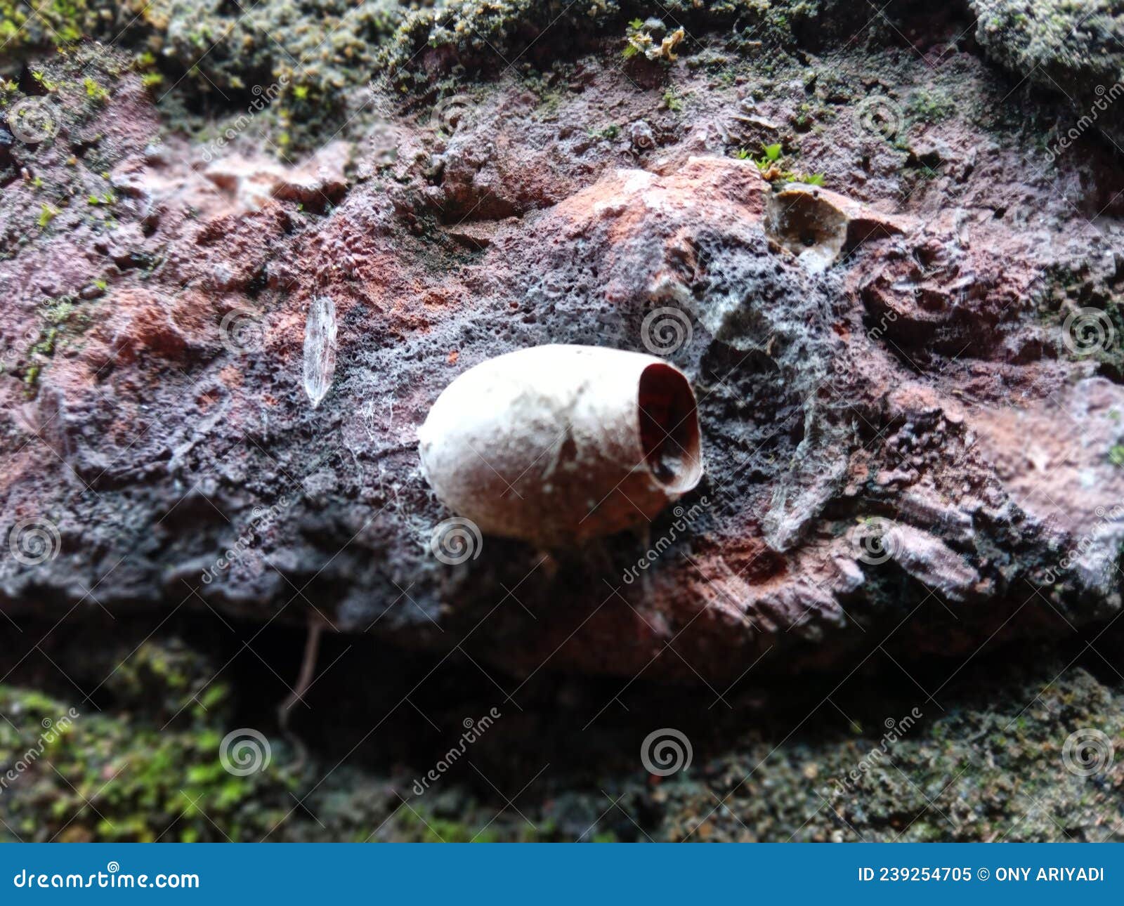 Sticking the Cocoon To the Wall, Where are the Inhabitants? Where is he ...