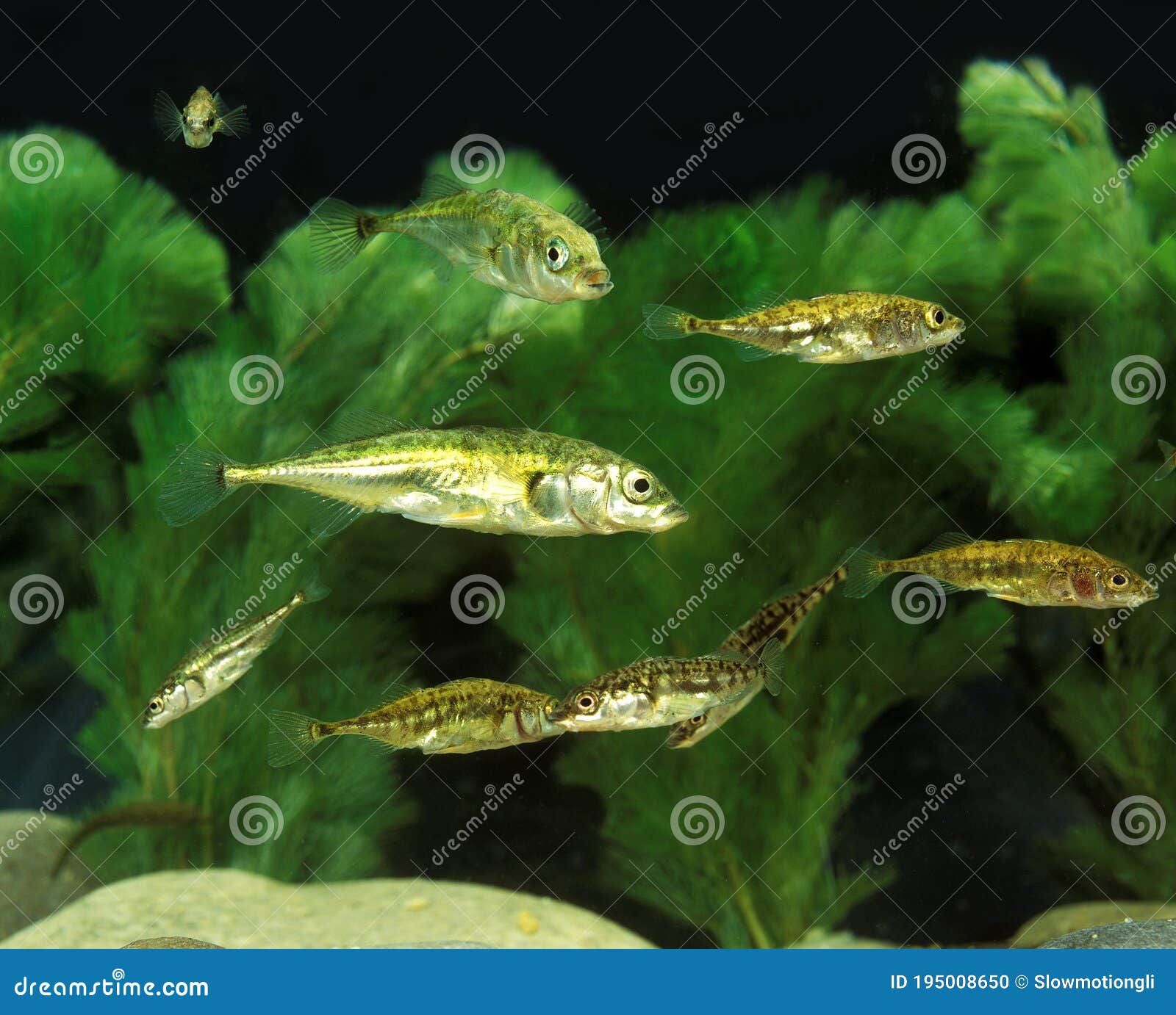 Stickleback, Gasterosteus Aculeatus Stock Photo - Image of adult ...