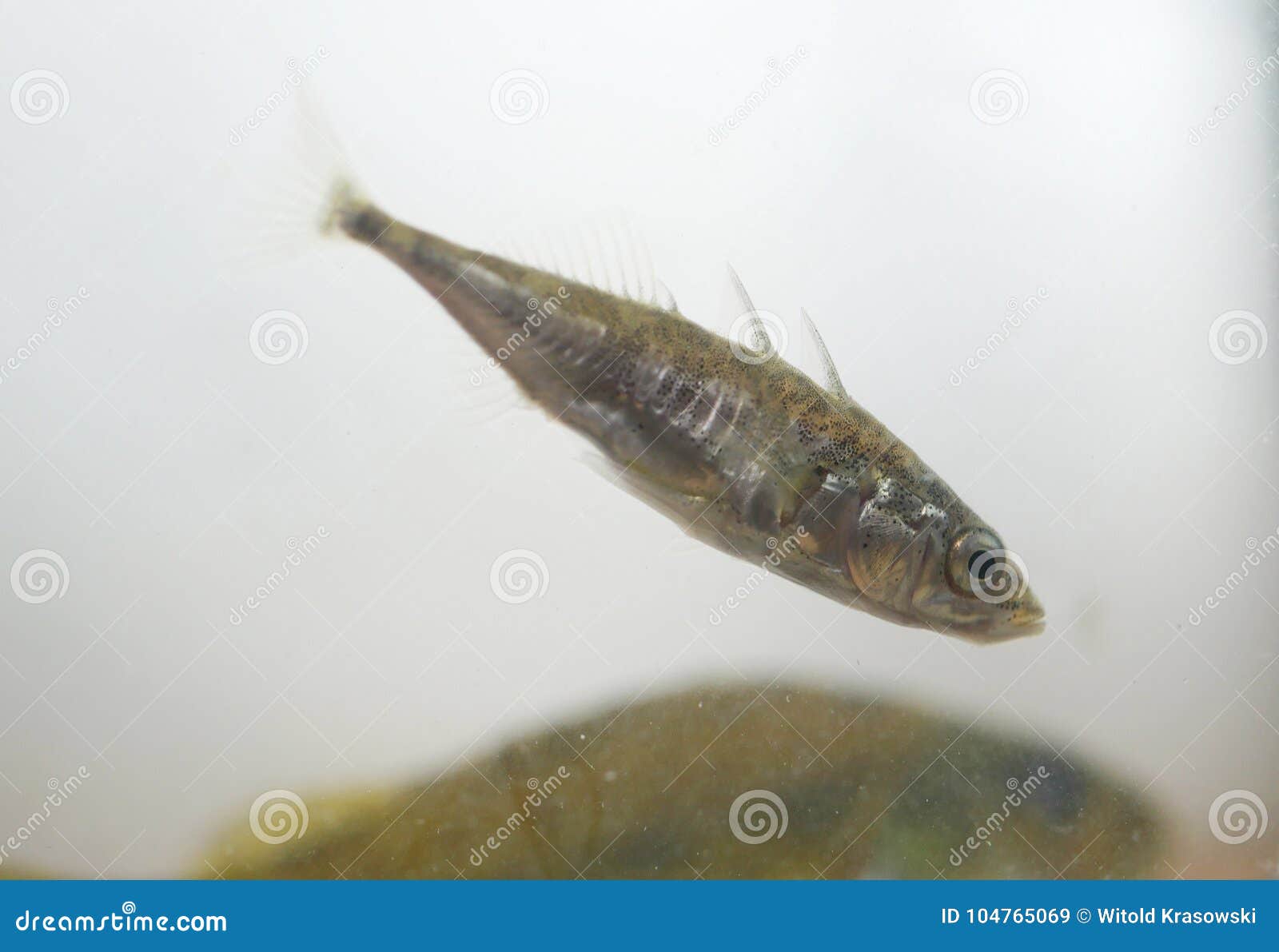Stickleback on White Background Stock Image - Image of object, aquarium ...