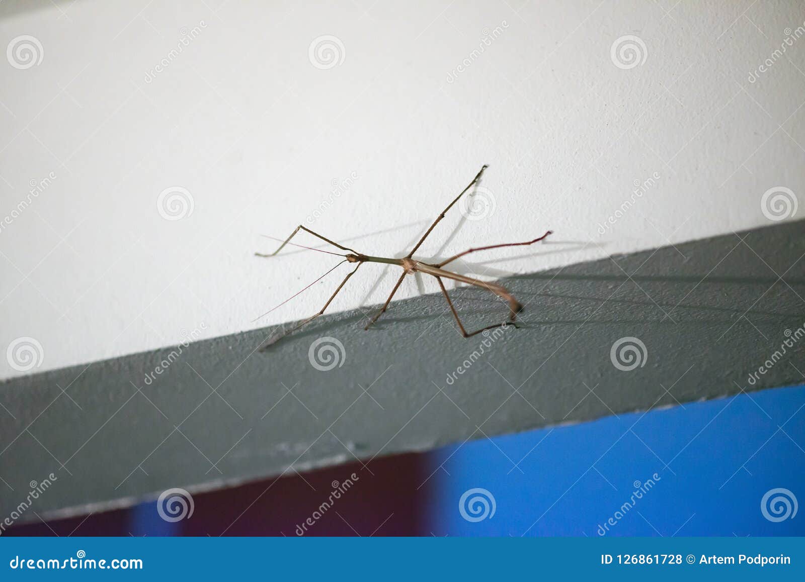 Stickman stock photo. Image of happy, phasmoptera, insects - 126861728