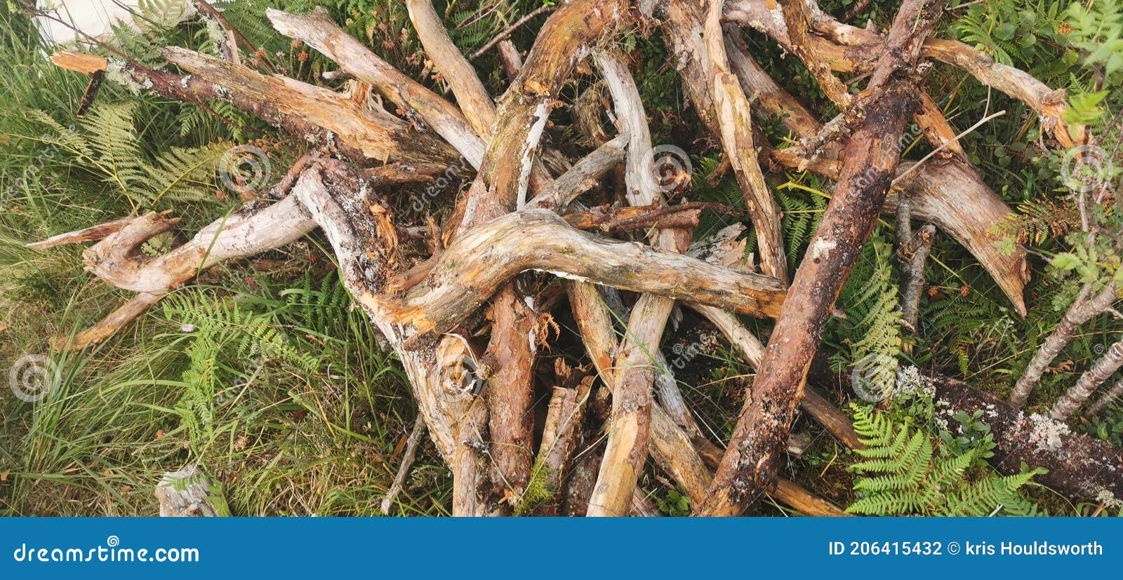 Sticks on ground stock photo. Image of sticks, forest - 206415432