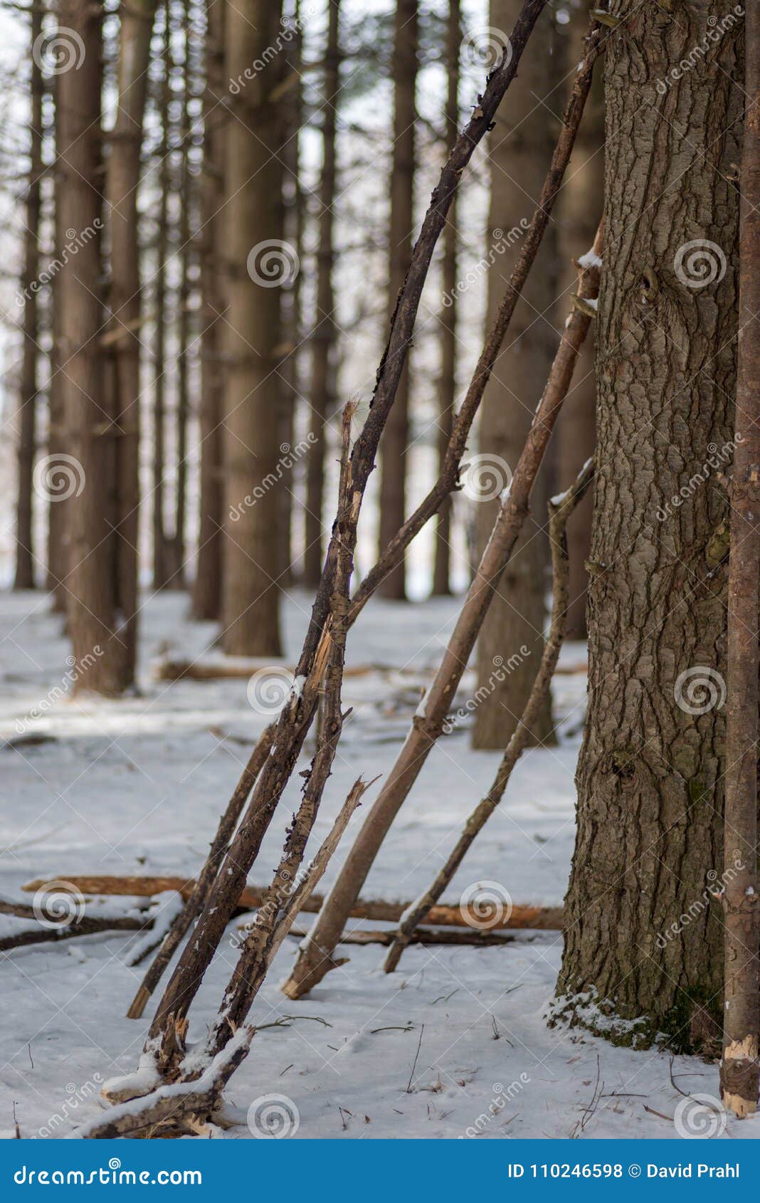Walking Sticks Leaning Again Tree in Pine Forest in Winter Stock Photo ...