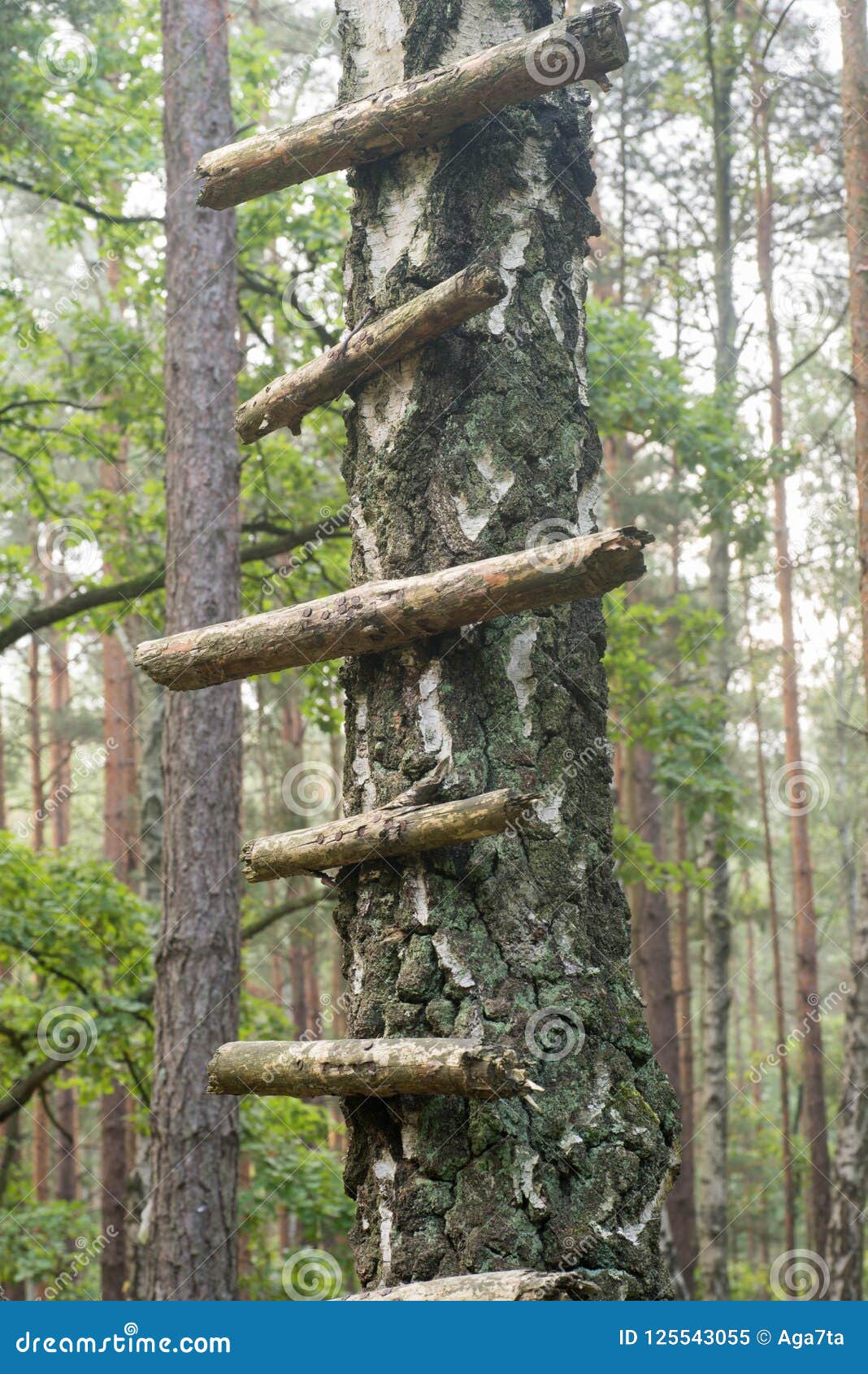 Ladder on tree stock image. Image of high, climbing - 125543055