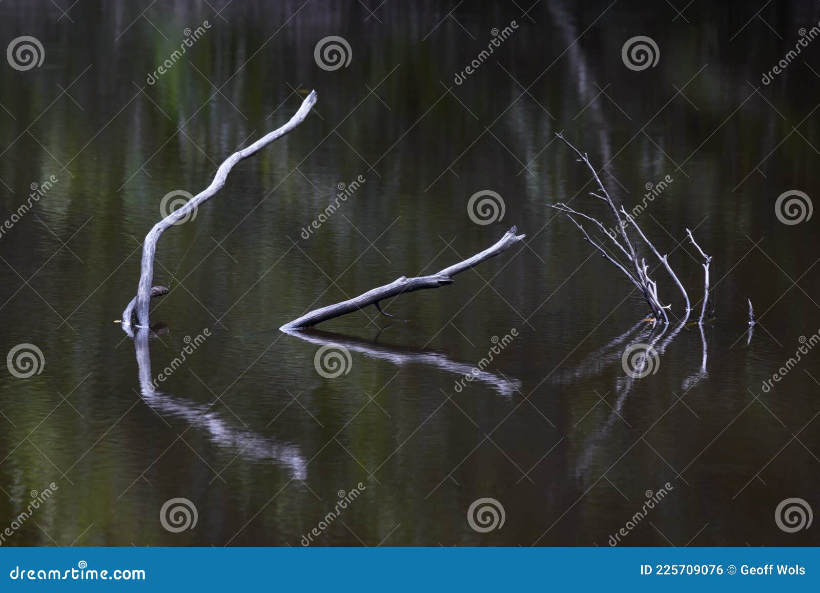 Sticks and Their Reflection in Still Water Stock Photo - Image of swamp ...