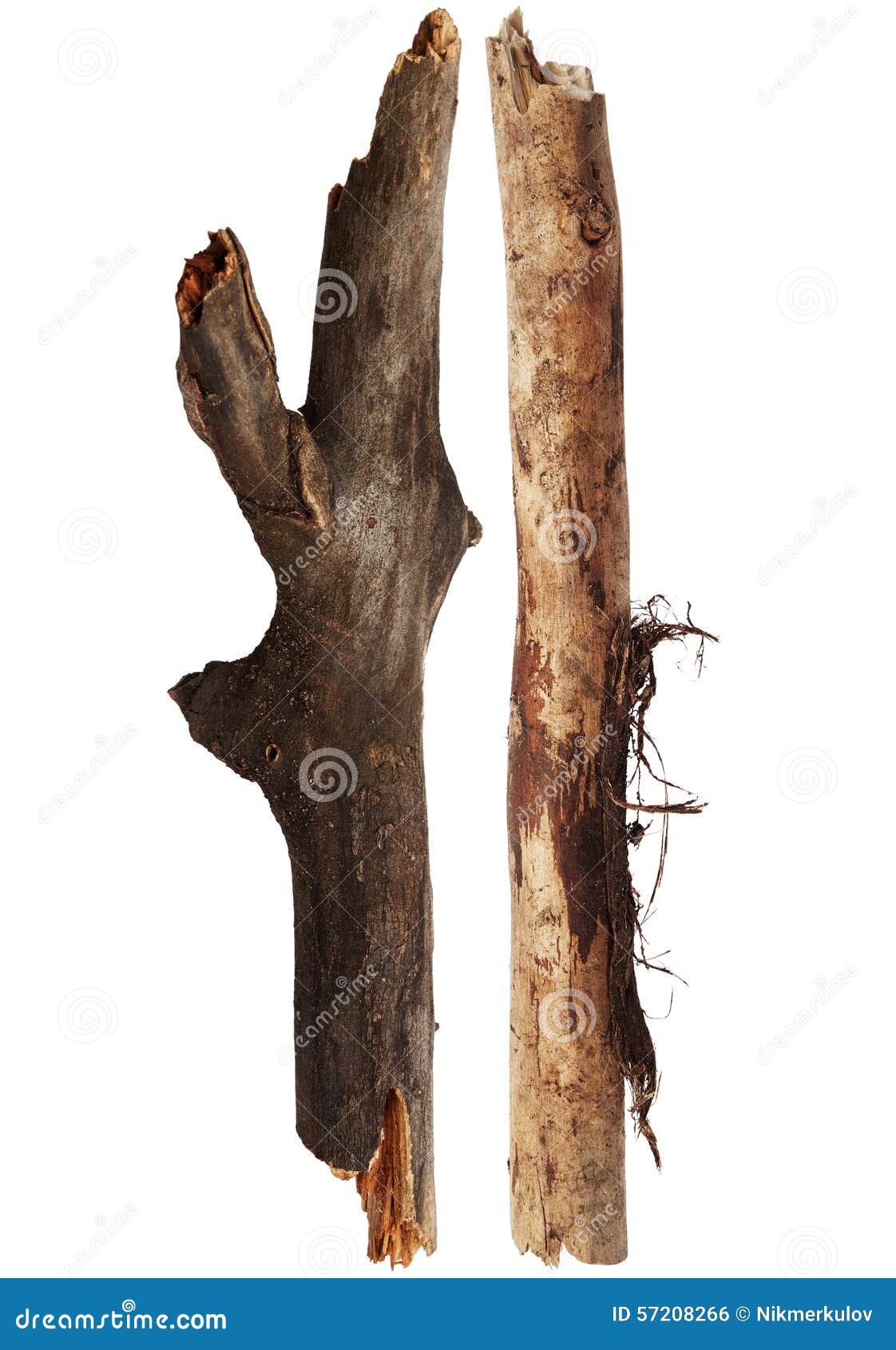 Sticks of tree stock photo. Image of rotten, bark, bough - 57208266