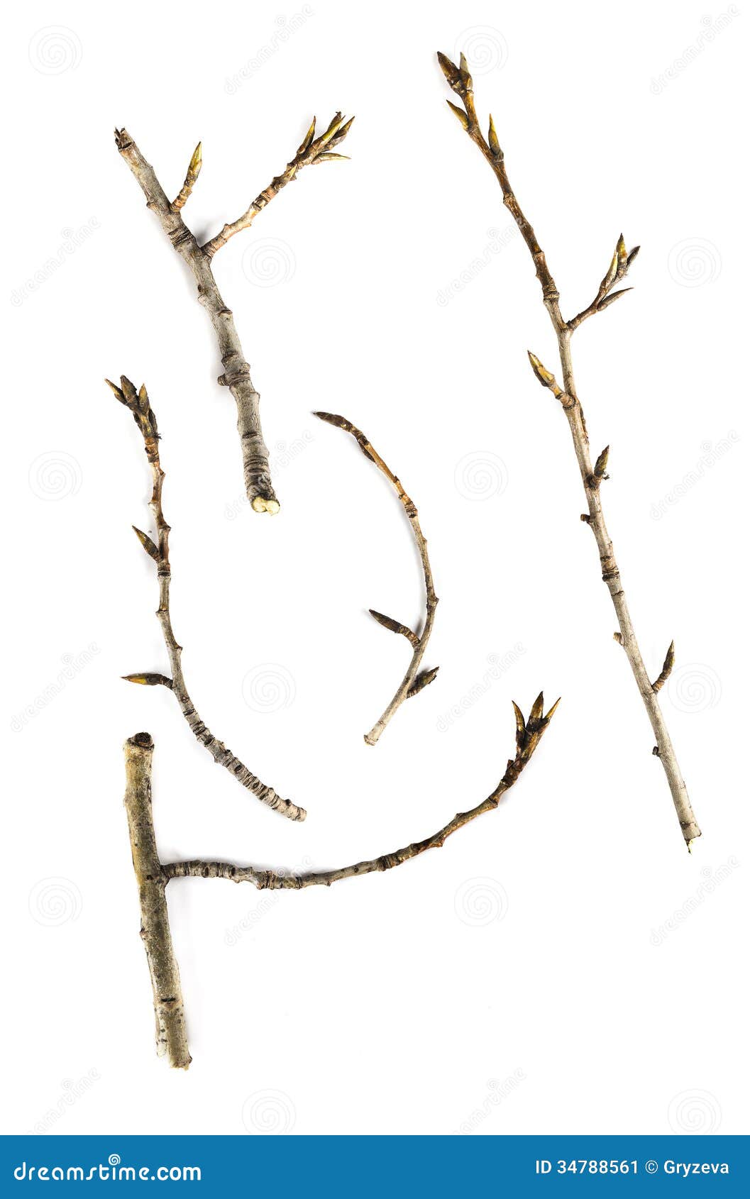 Sticks and Twigs Isolated on White Background Stock Image - Image of ...