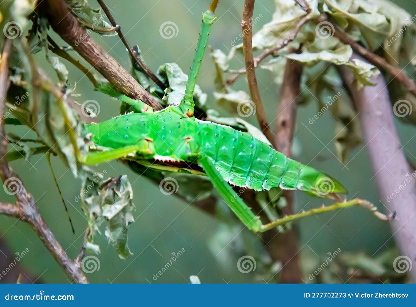 The Stickworm is Multi-winged (Lat. Phasmatodea) Green Color Similar To ...