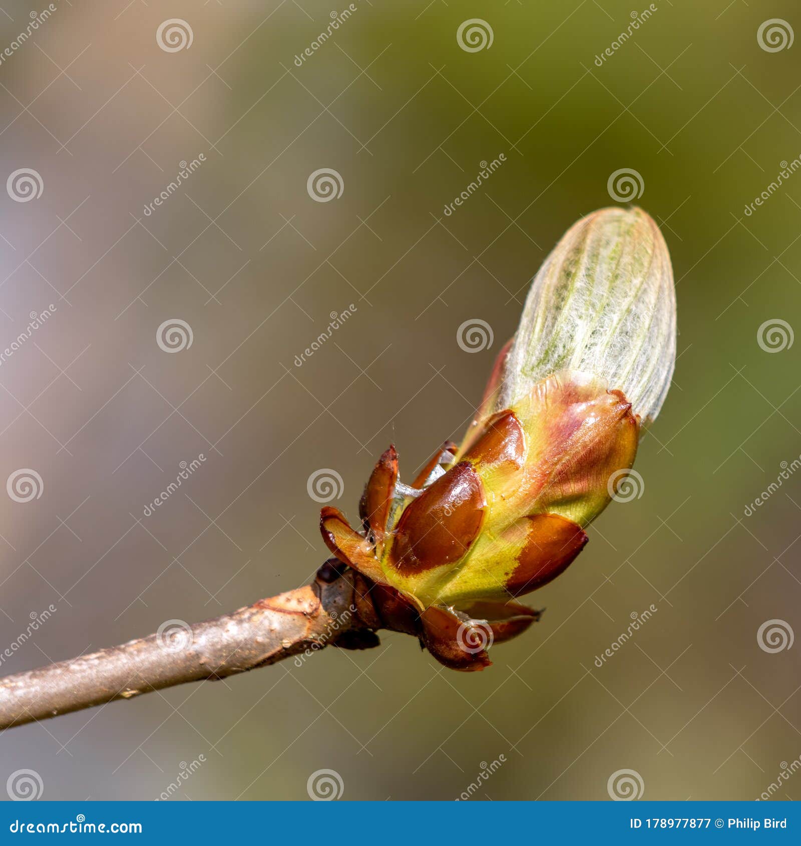 Sticky Bud of the Horse Chesnut Tree Bursting into Leaf Stock Image ...