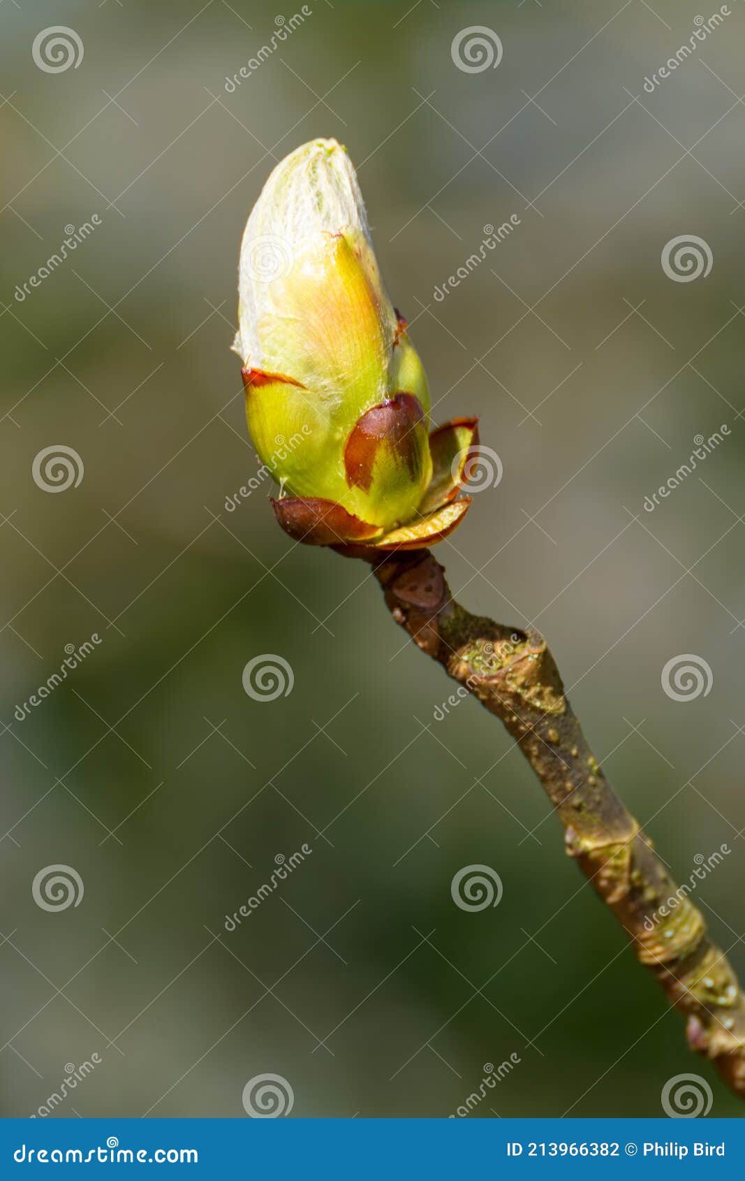 Sticky Bud of the Horse Chesnut Tree Bursting into Leaf Stock Photo ...