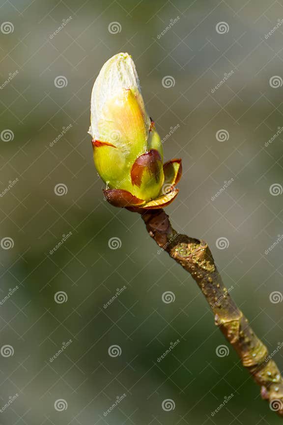 Sticky Bud of the Horse Chesnut Tree Bursting into Leaf Stock Photo ...