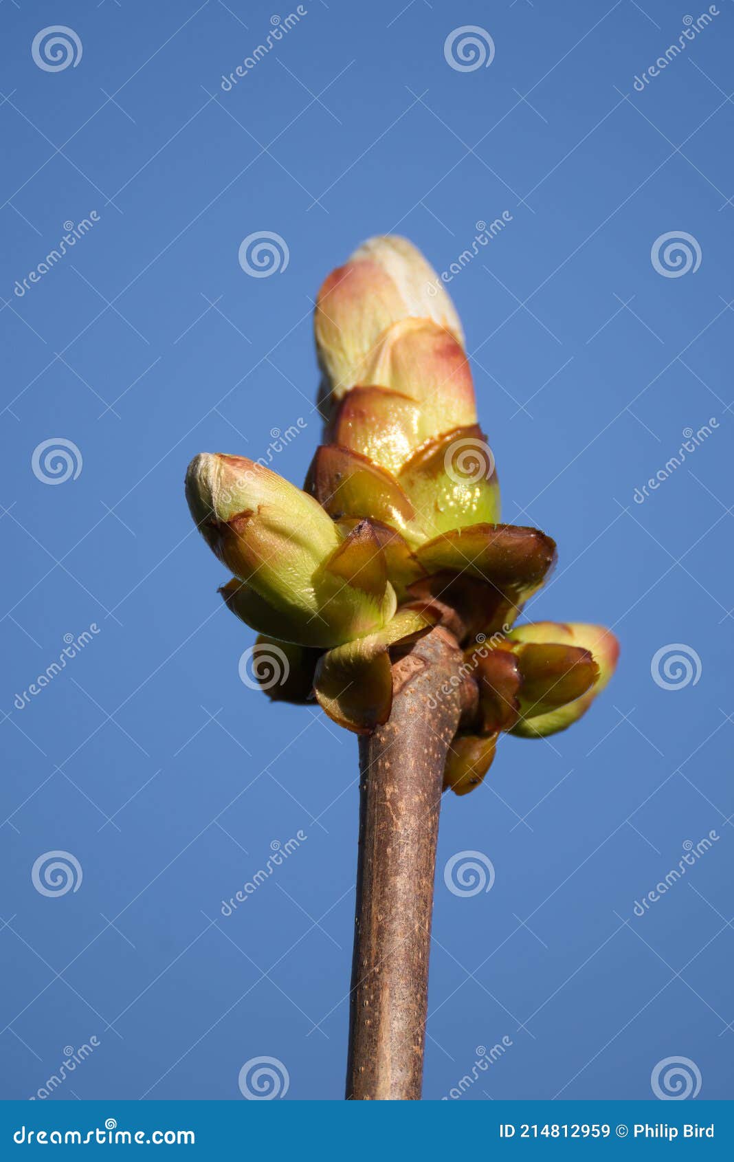 Sticky Bud of the Horse Chesnut Tree Bursting into Leaf Stock Image ...