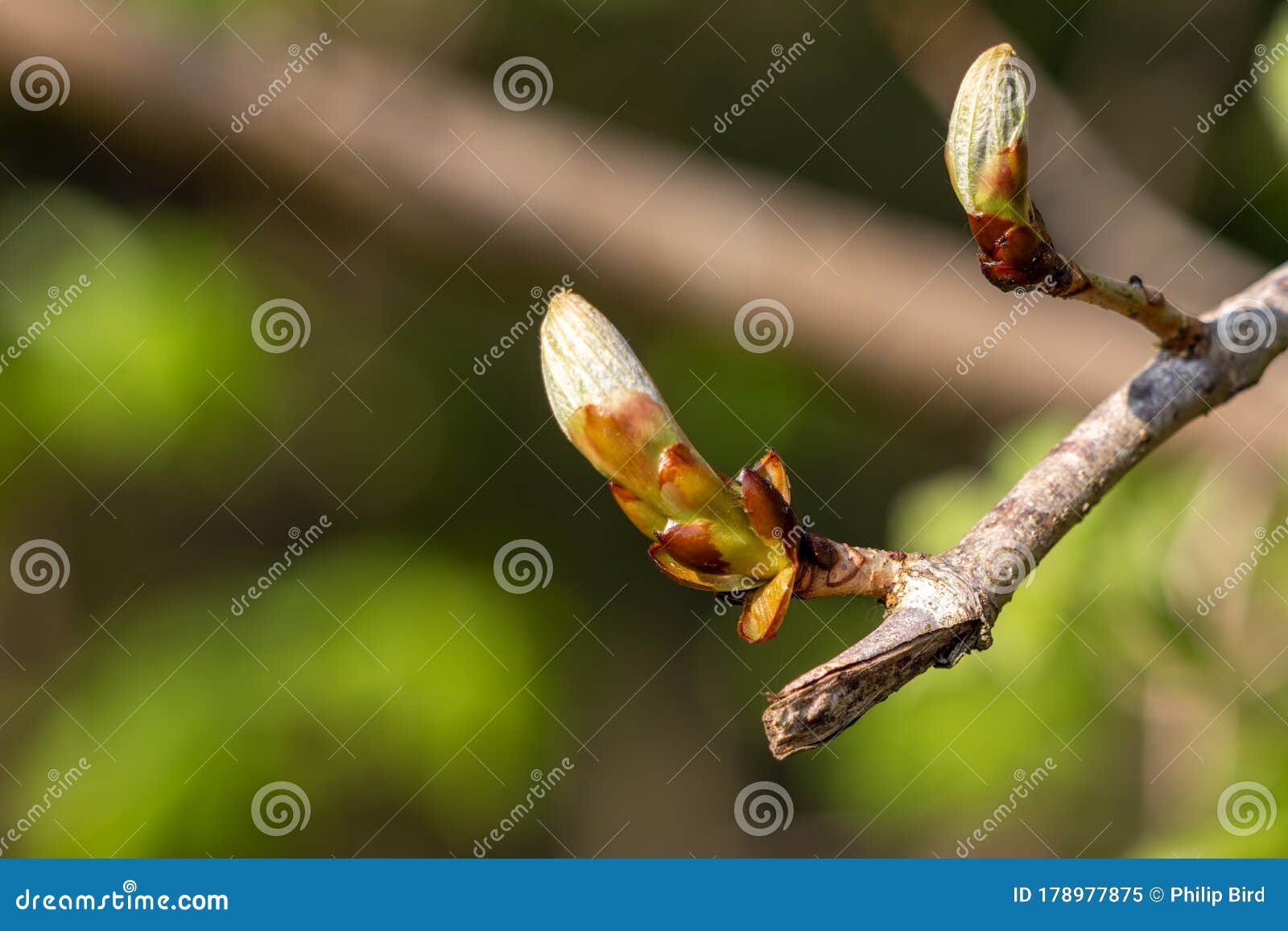 Sticky Buds of the Horse Chesnut Tree Bursting into Leaf Stock Image ...