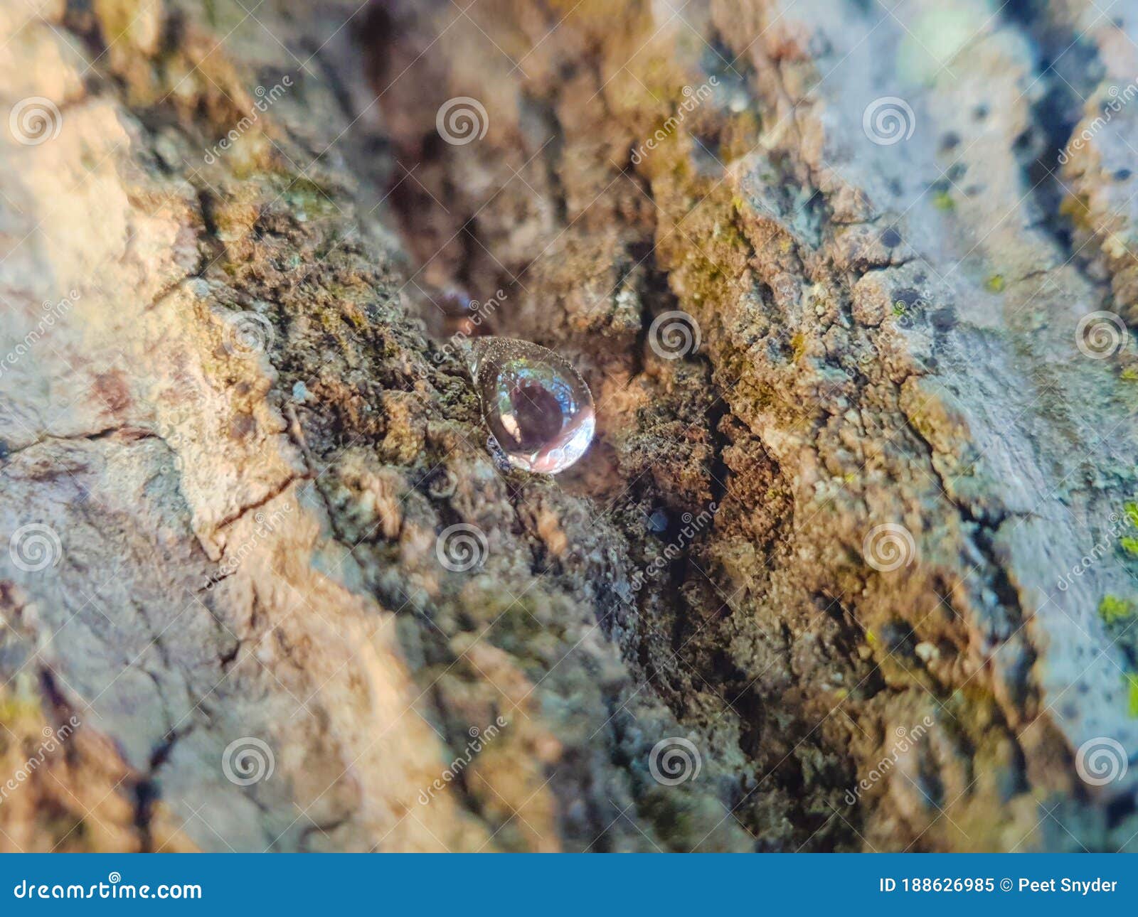 Sticky Droplet on Rough Tree Bark Stock Image - Image of insect, autumn ...