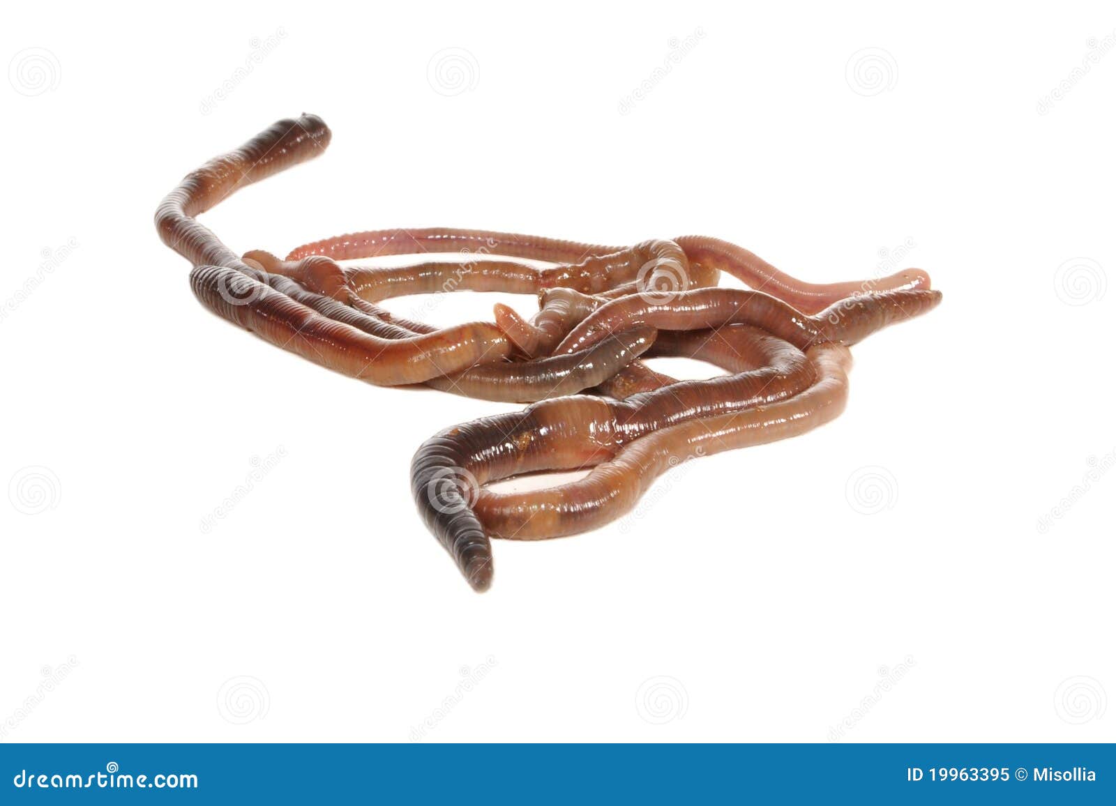 Sticky earthworms stock image. Image of live, isolated - 19963395