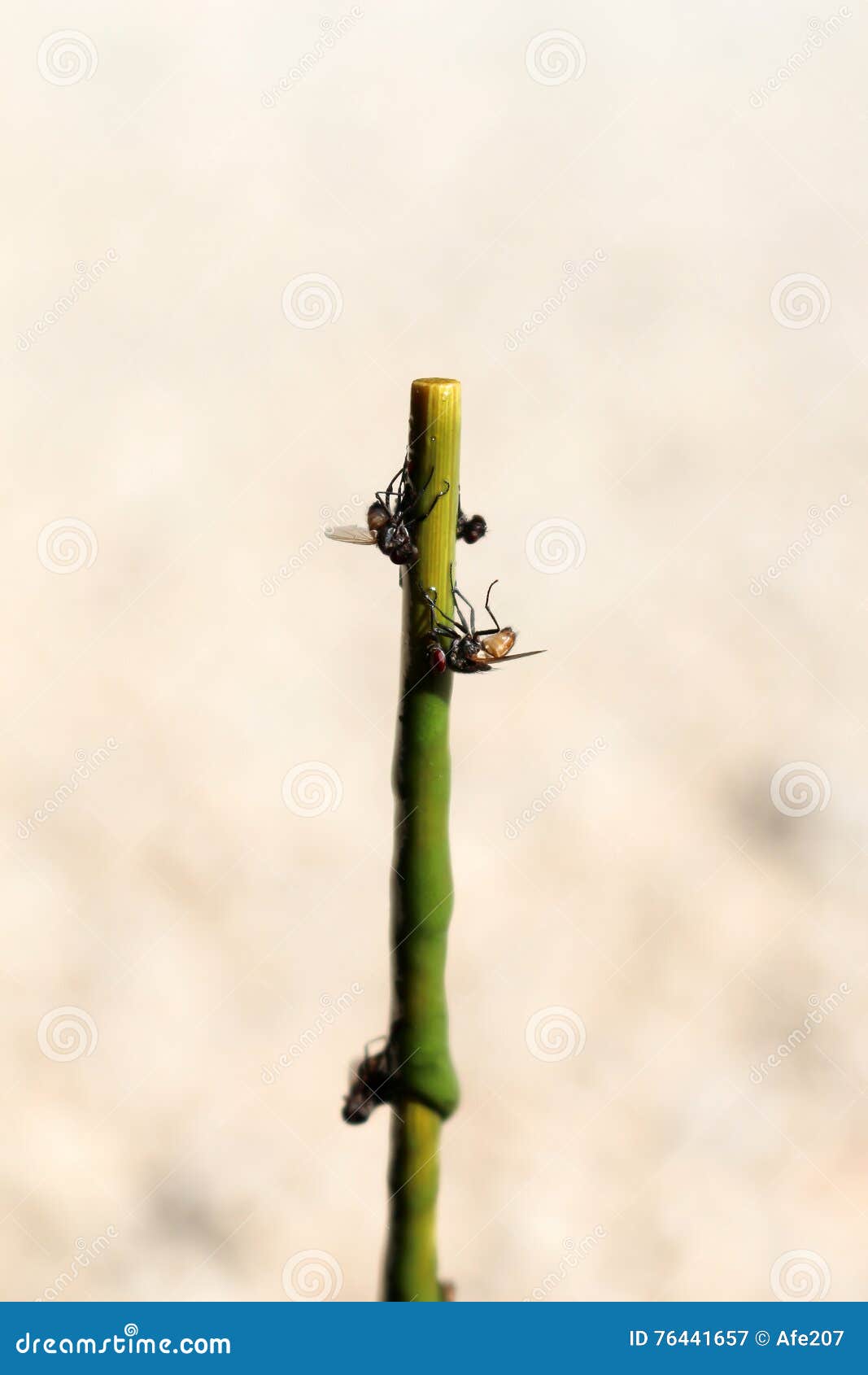 Sticky fly traps with glue stock image. Image of sticky - 76441657