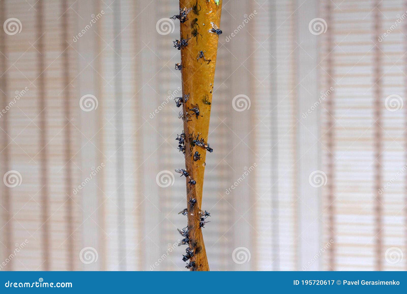 Sticky Flypaper with Glued Flies, Trap for Flies Stock Image - Image of ...