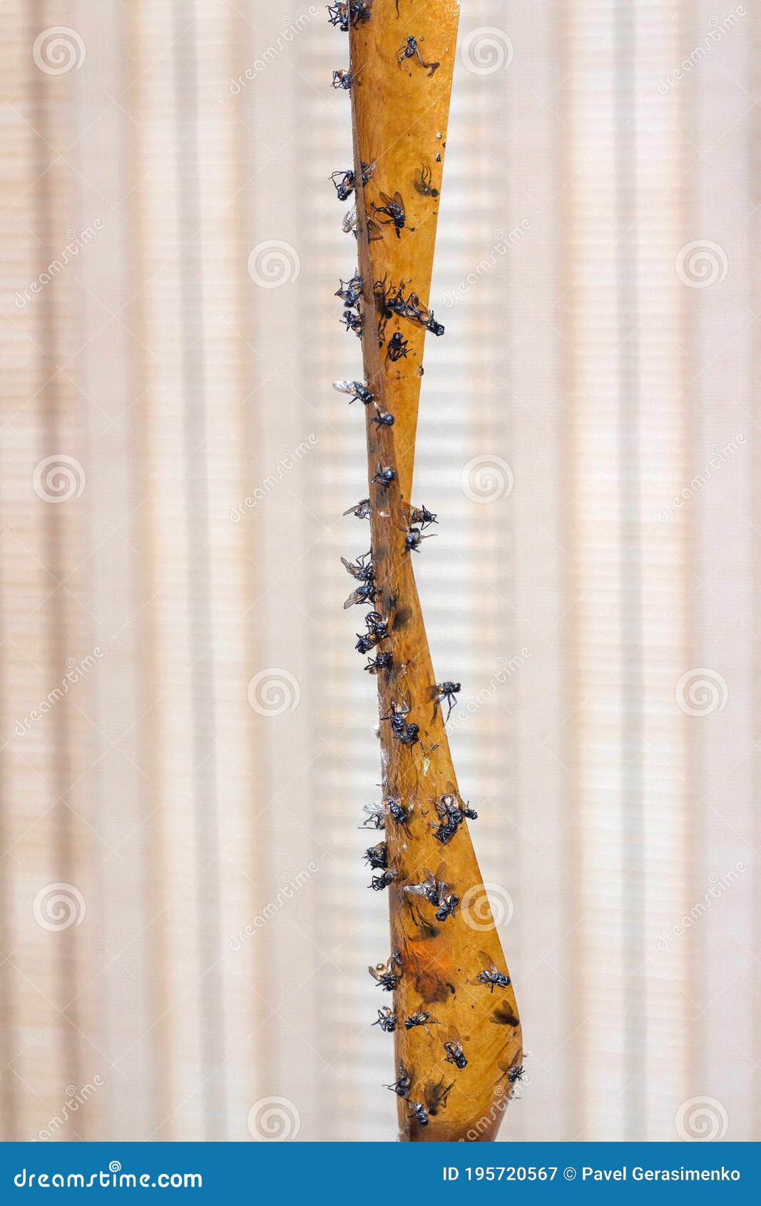 Sticky Flypaper with Glued Flies, Trap for Flies, Copyspace Stock Image ...