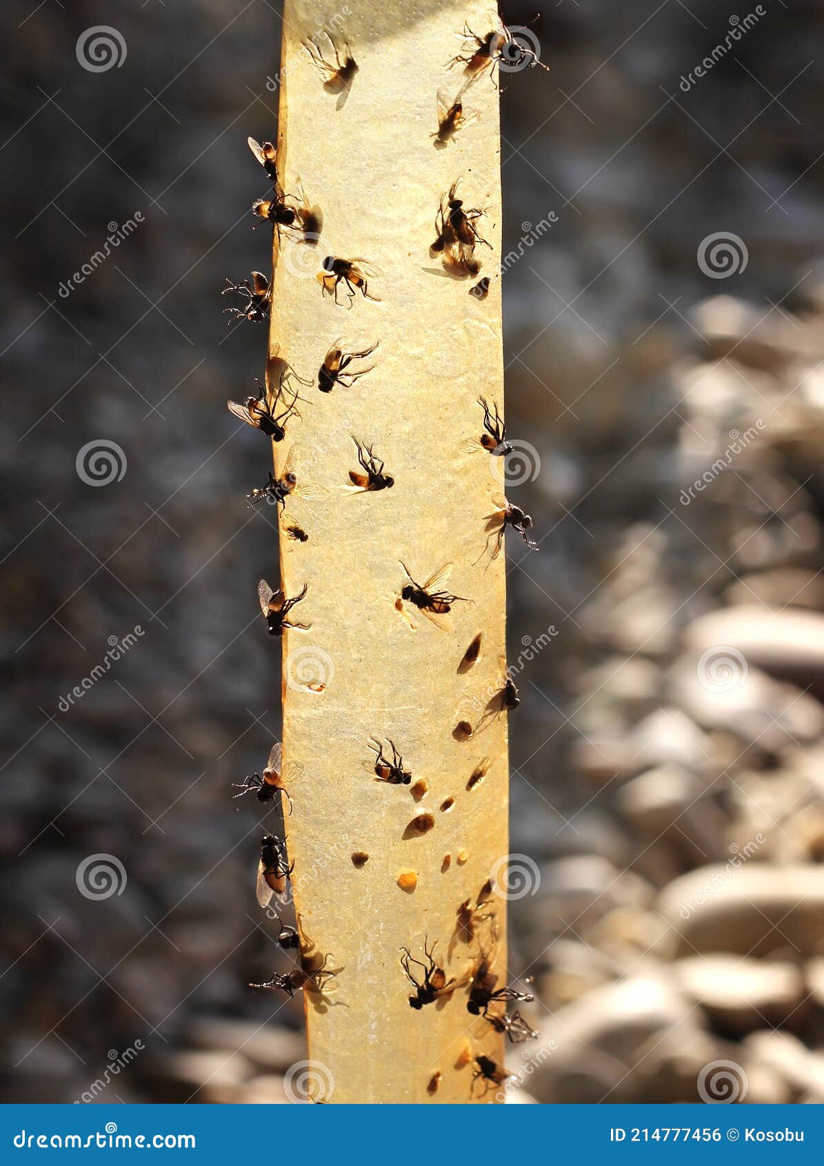 Sticky Flypaper, Trap For Flies Or Fly-killing Device, Yellow ...