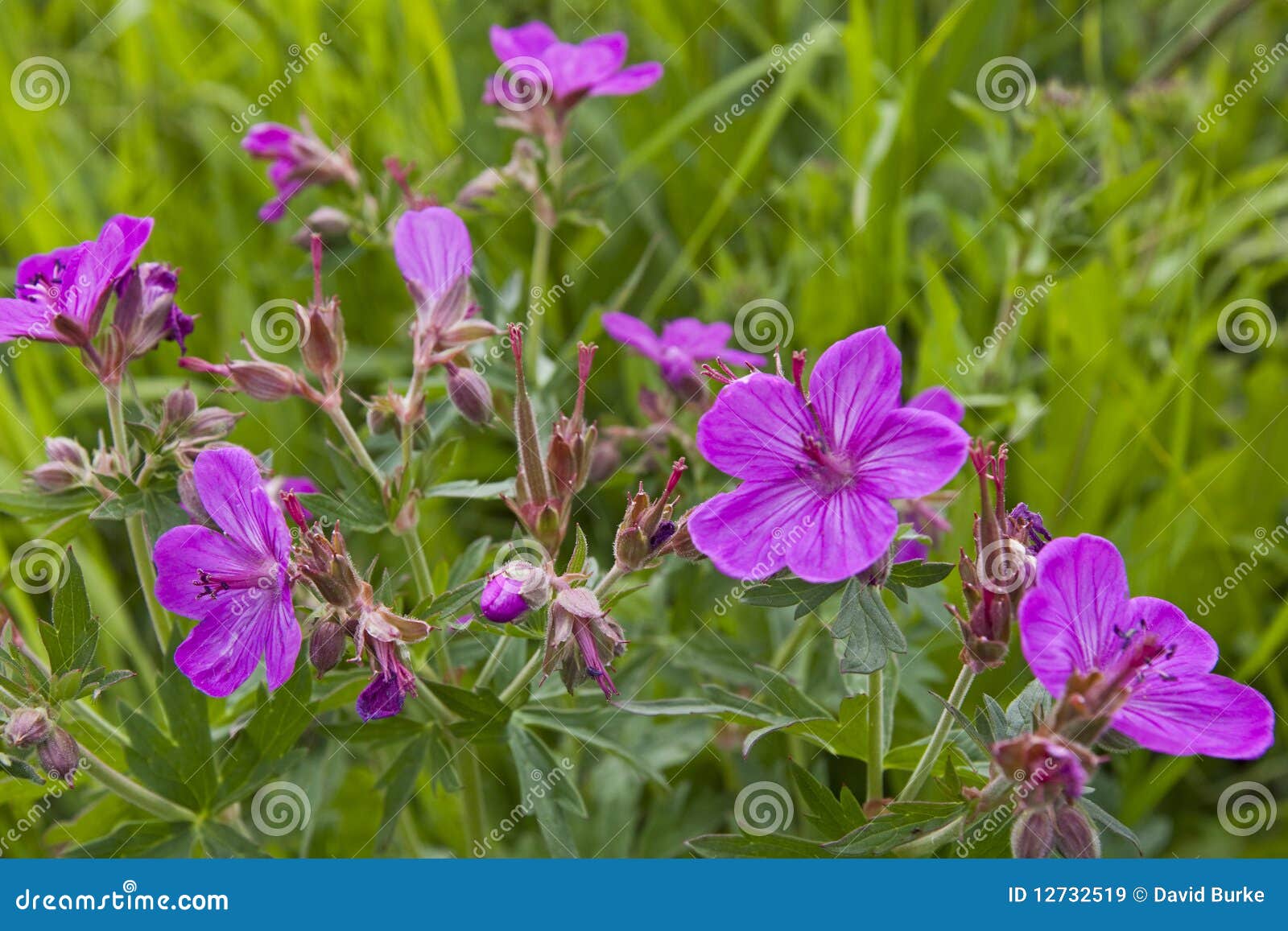 Sticky Geranium wildflower stock image. Image of natural - 12732519