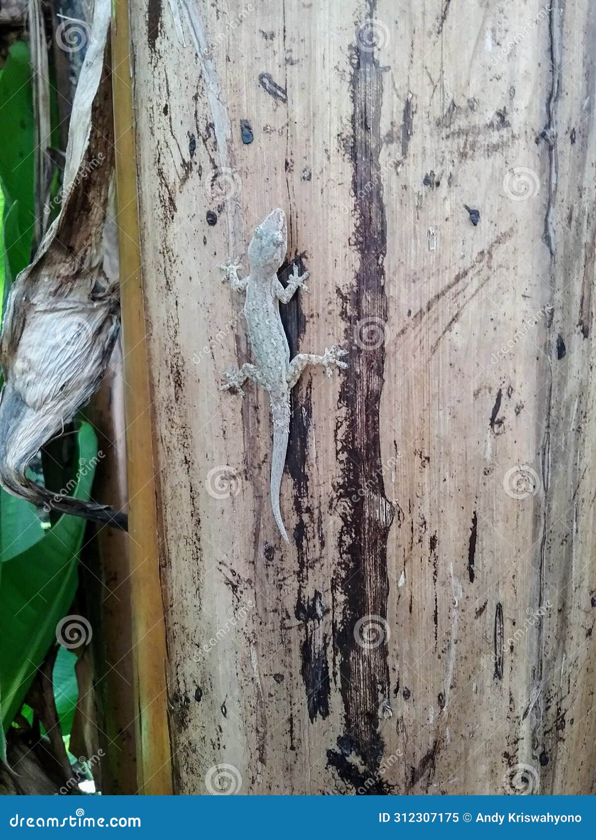 The Sticky Grip of the Lizard on the Dry Banana Tree Bark Stock Image ...